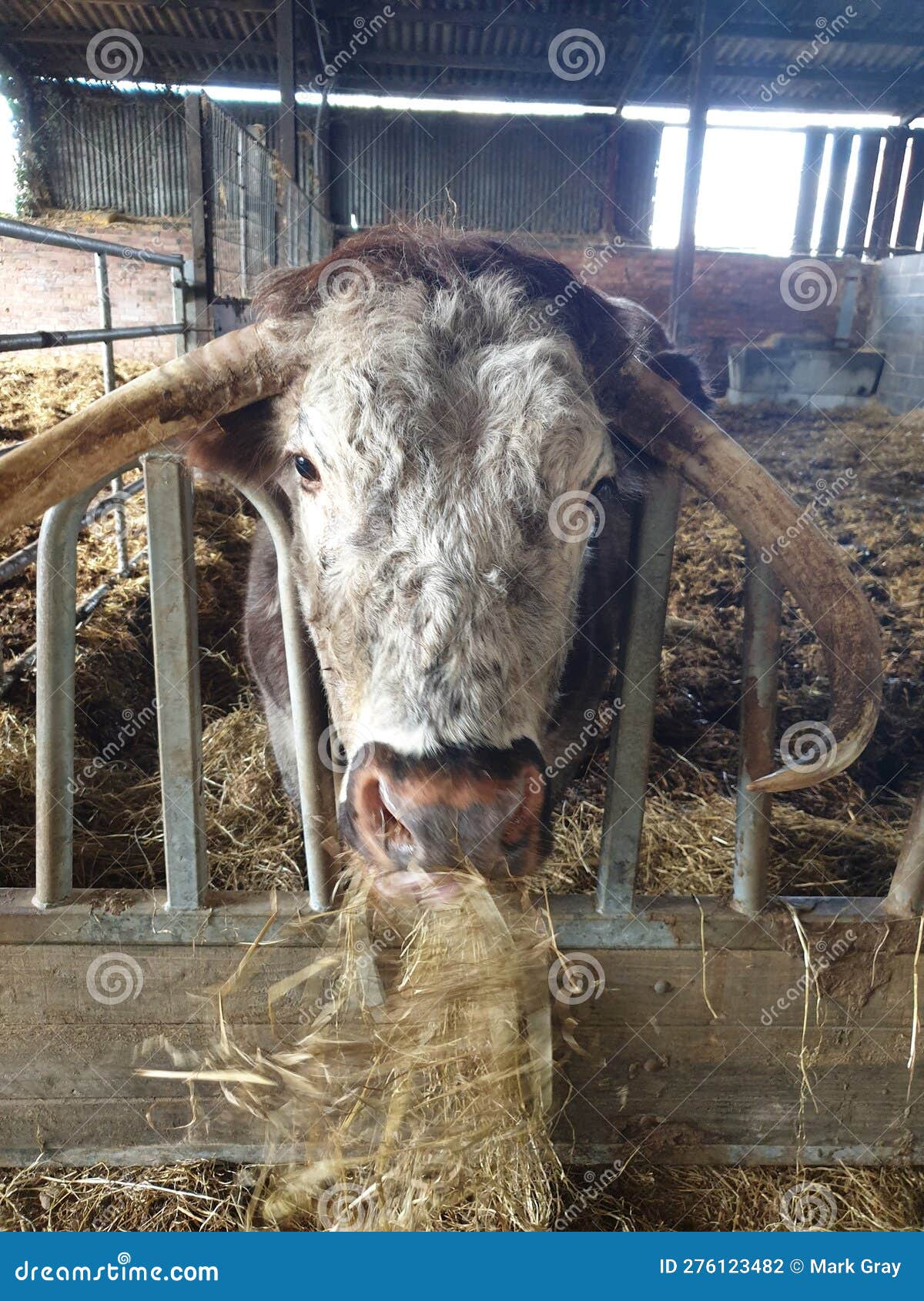 Straw is on the menu stock photo. Image of horse, mammal - 276123482