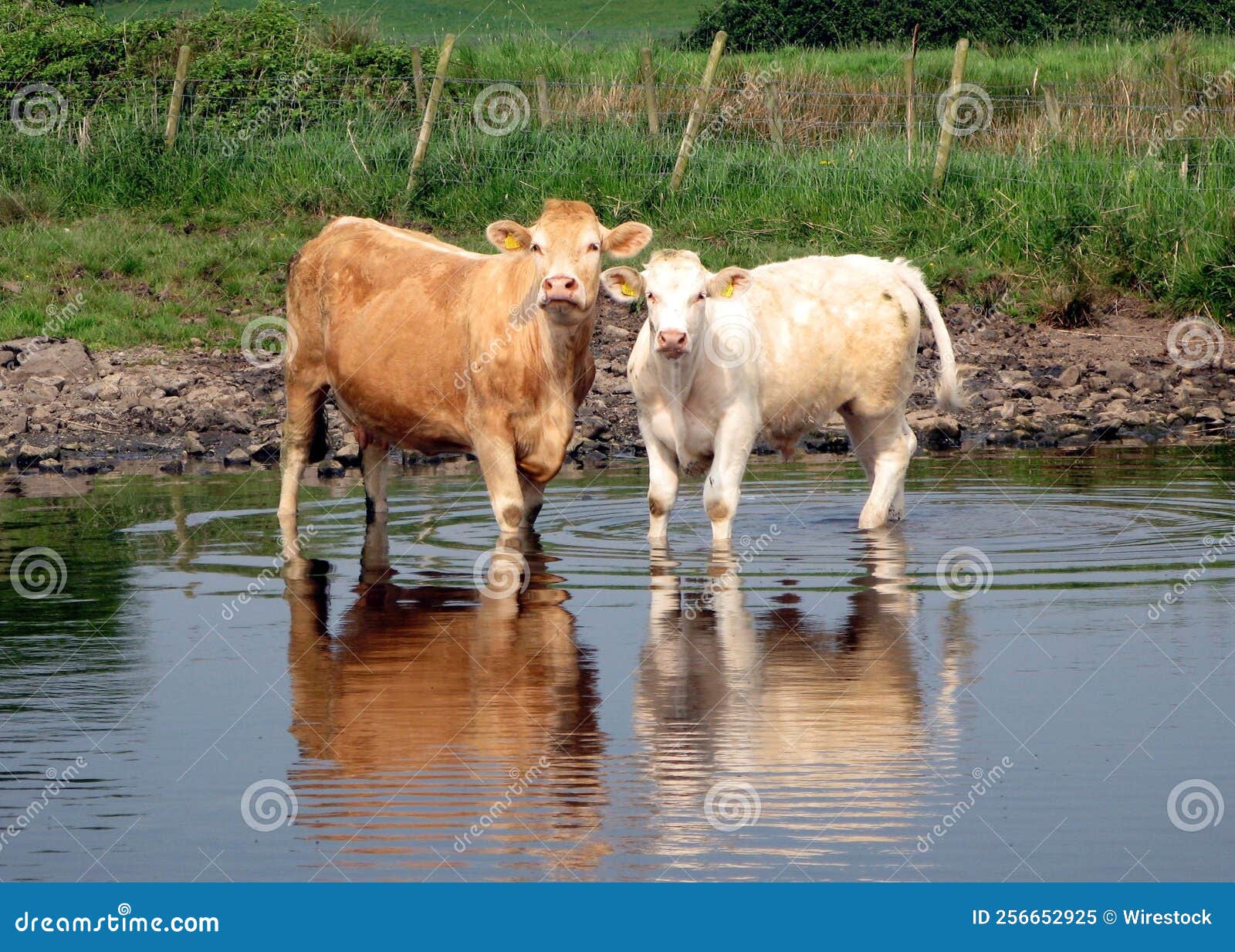 Brown and White Cow in the River Stock Image - Image of animal, farming ...