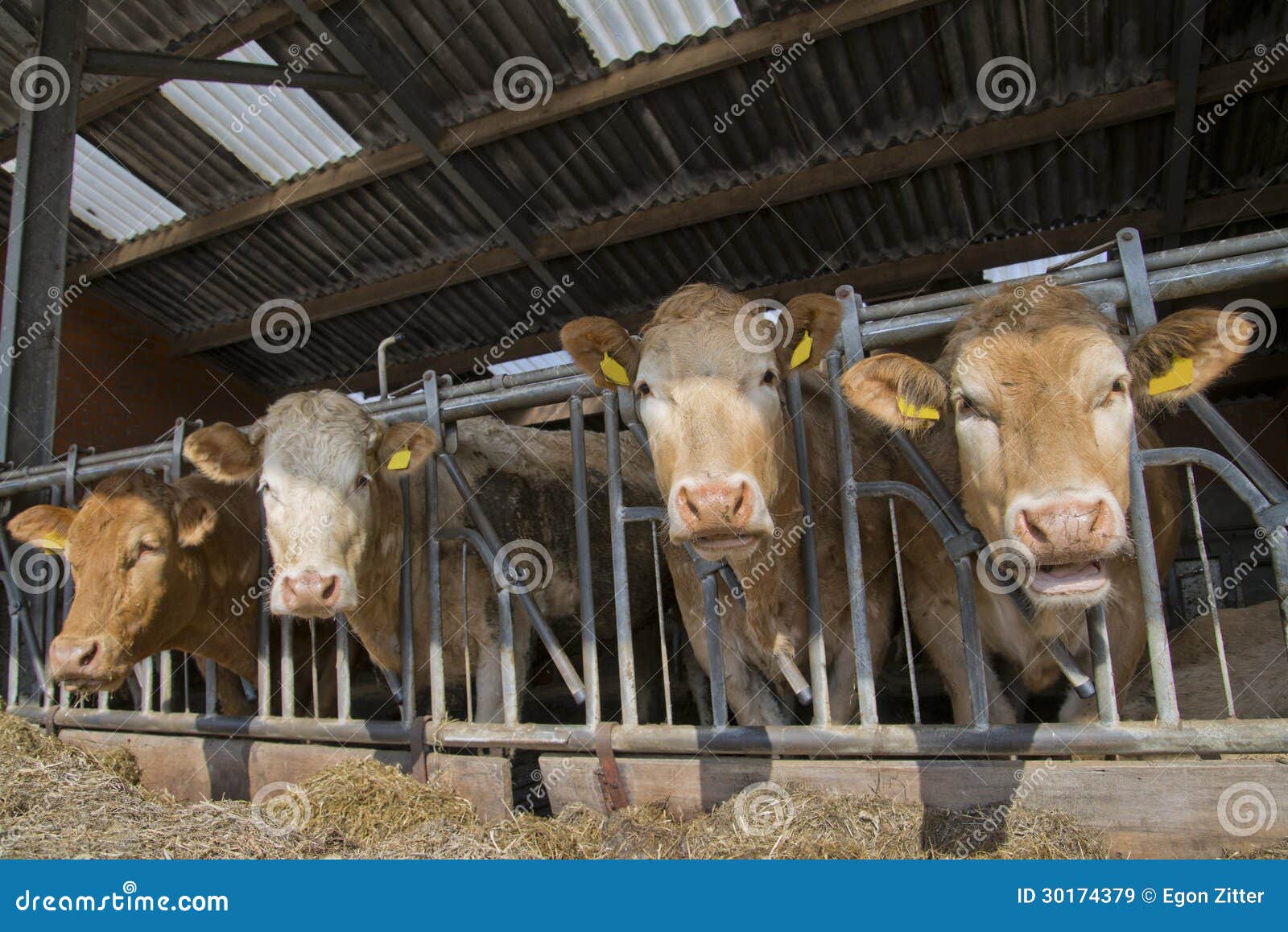 Cows feed in a stable stock image. Image of head, indoor - 30174379