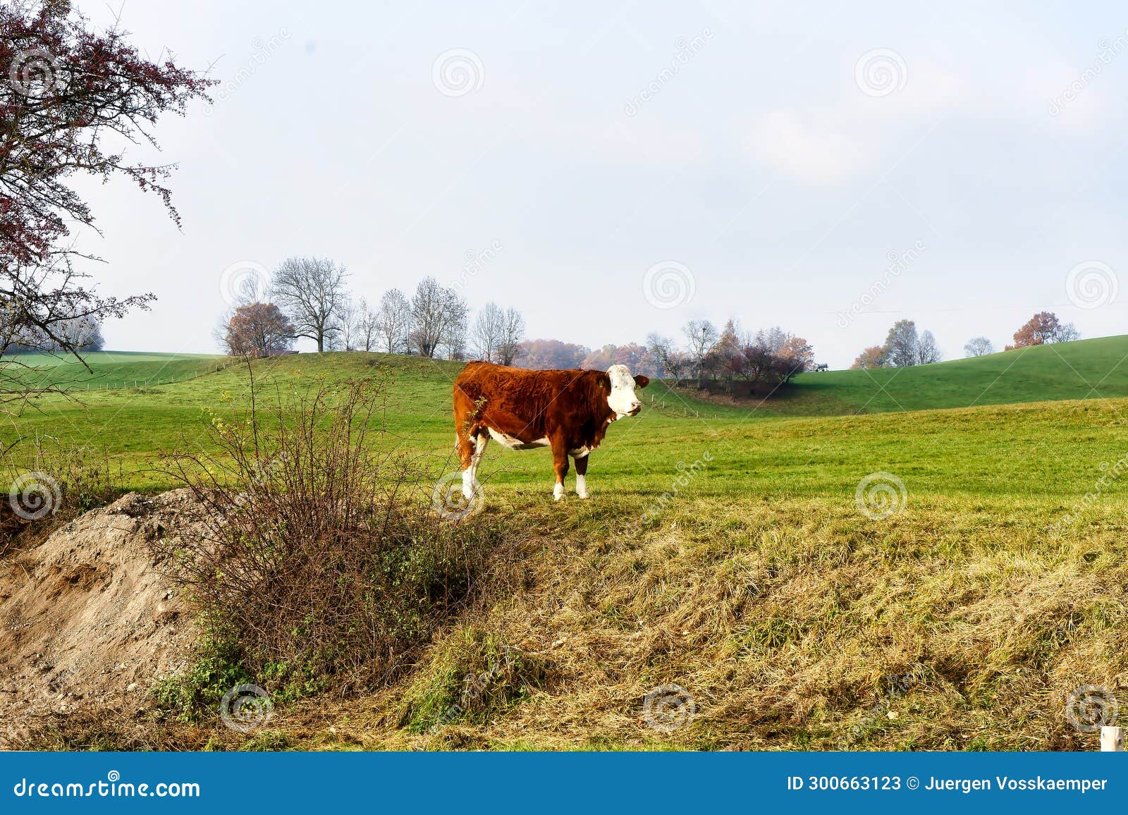 A Brown and White Cow Stands Watching in a Green Field Stock Image ...