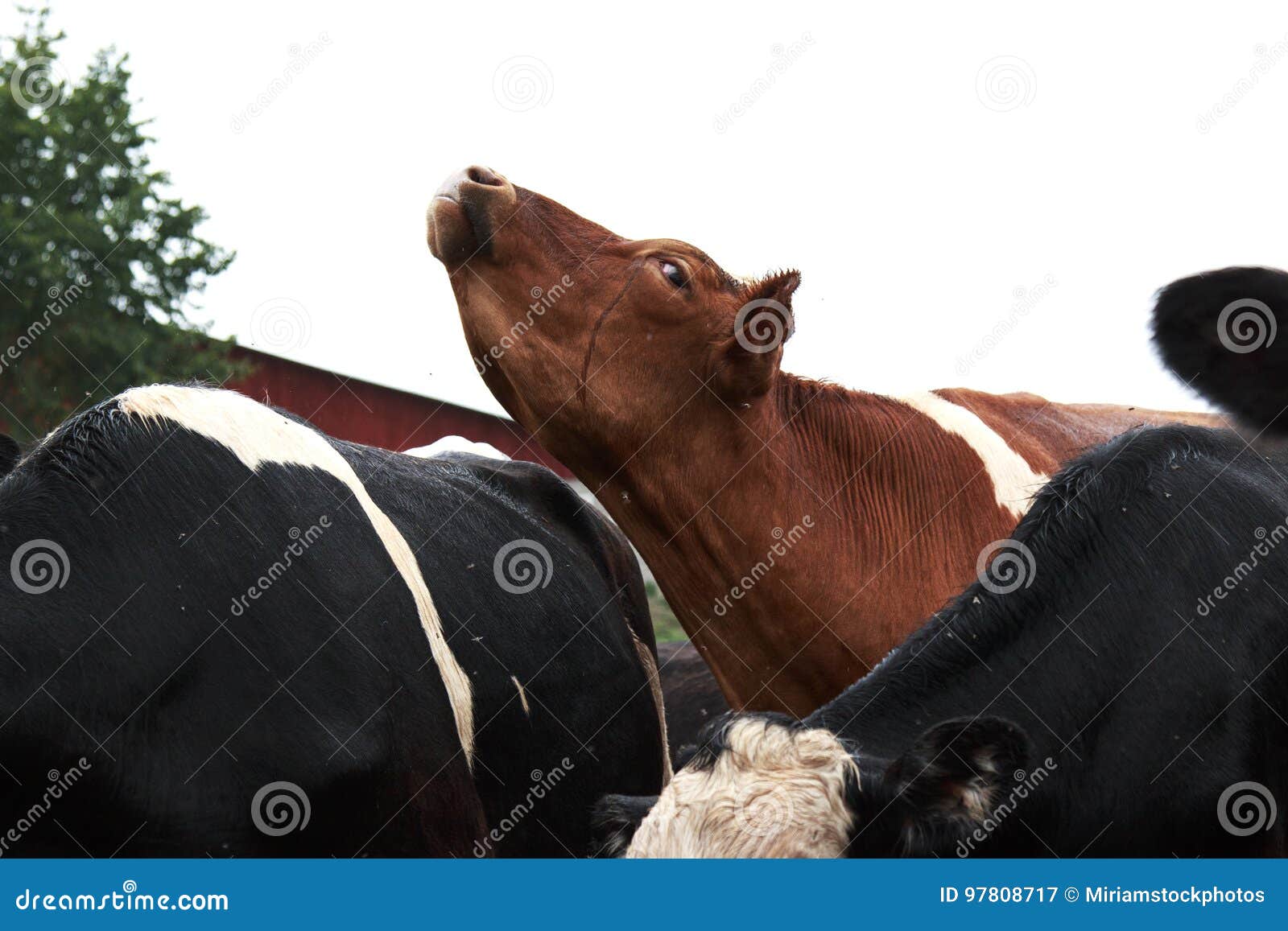 Brown and White Cow Stretching His Neck Stock Image - Image of close ...