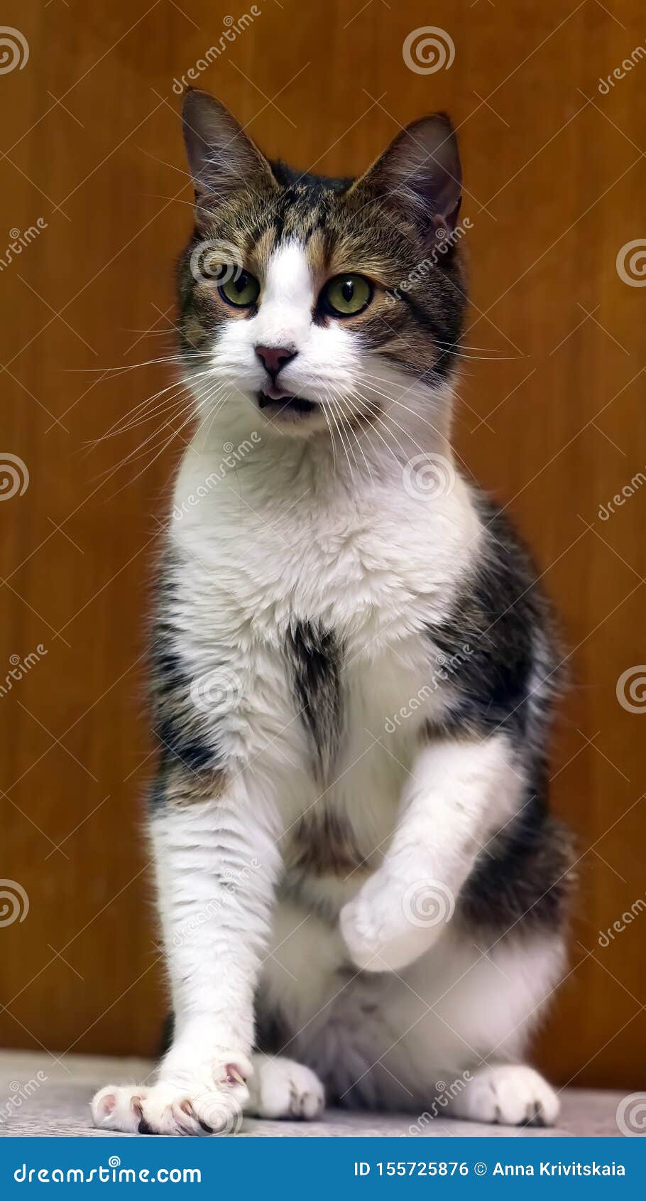 Brown and white cat stock photo. Image of indoors, curious - 155725876