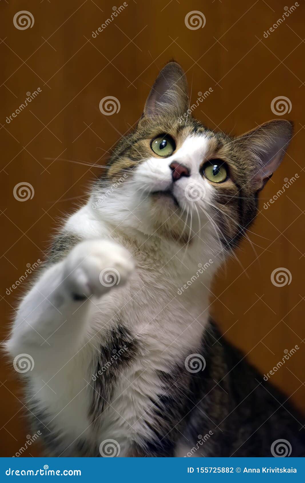Brown and white cat stock photo. Image of people, breed - 155725882
