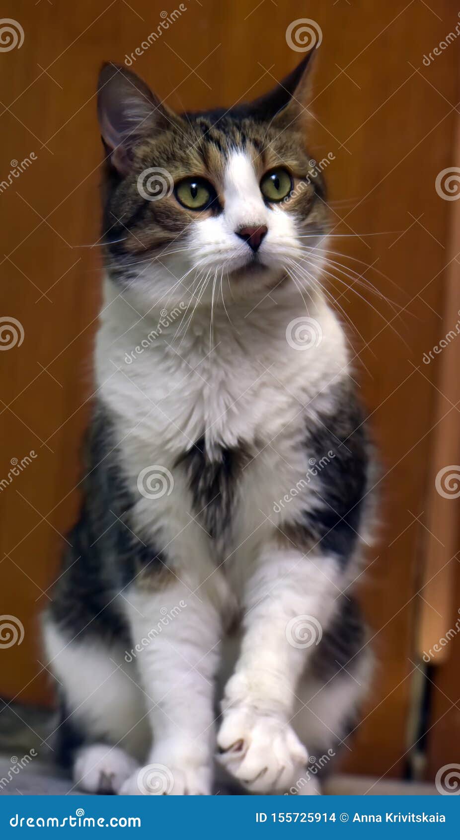 Brown and white cat stock photo. Image of length, curiosity - 155725914
