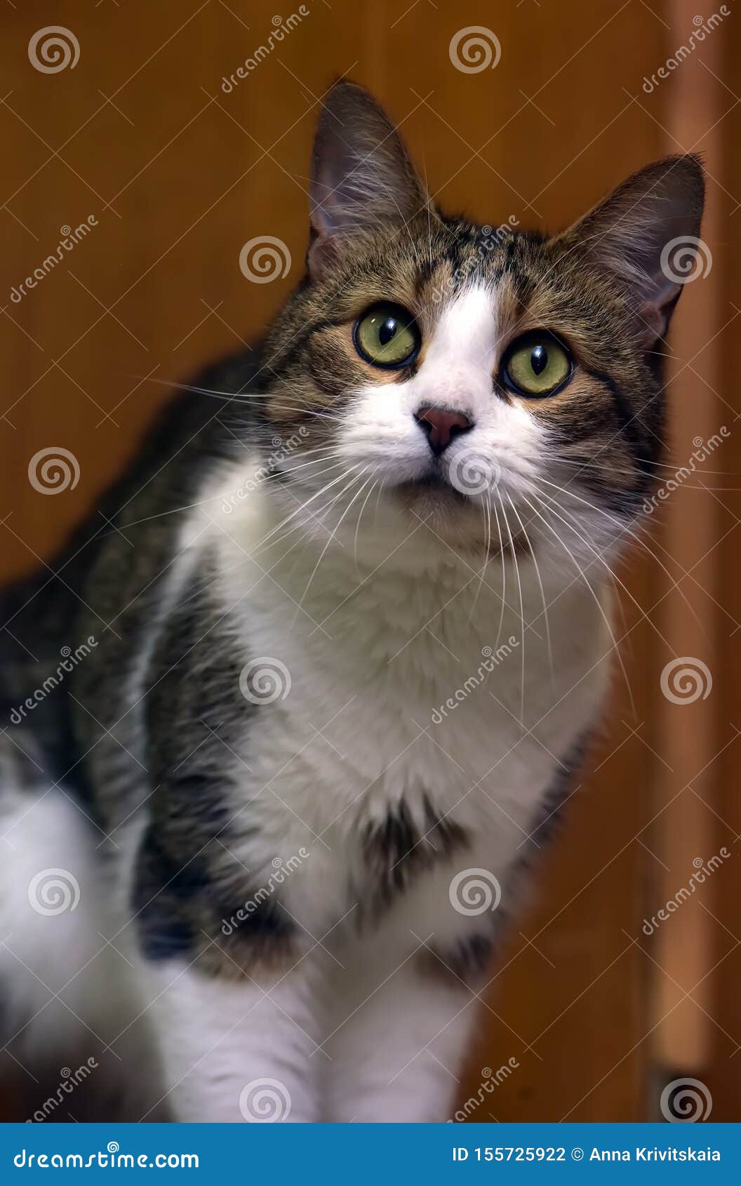 Brown and white cat stock photo. Image of hair, breed - 155725922