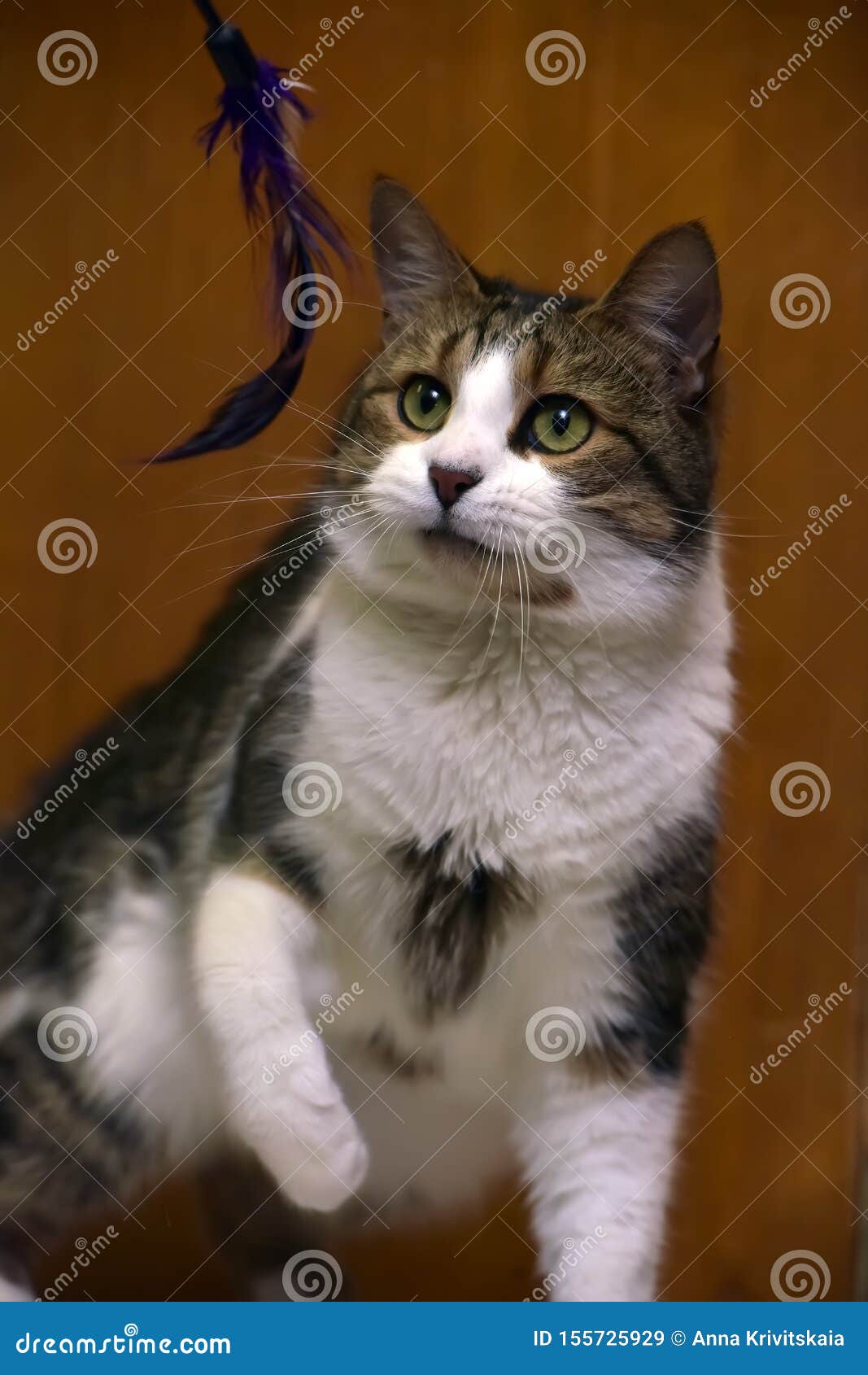Brown and white cat stock image. Image of mammal, shot - 155725929
