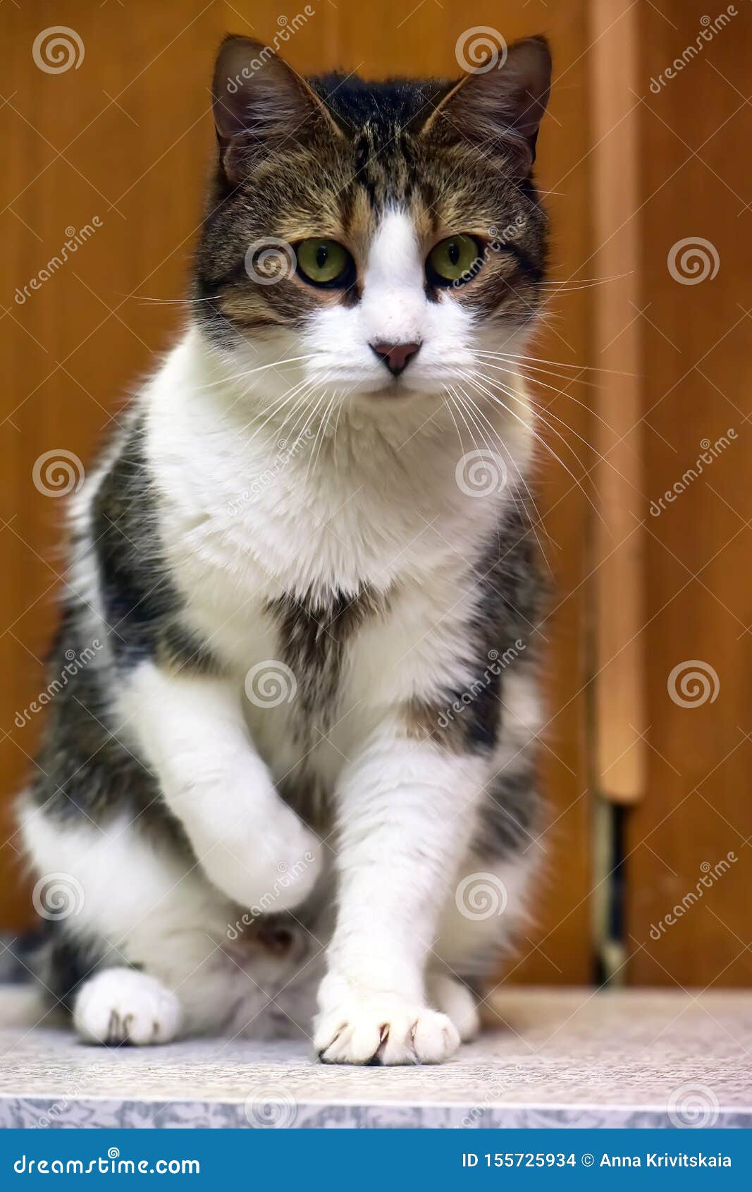 Brown and white cat stock photo. Image of coon, kitten - 155725934