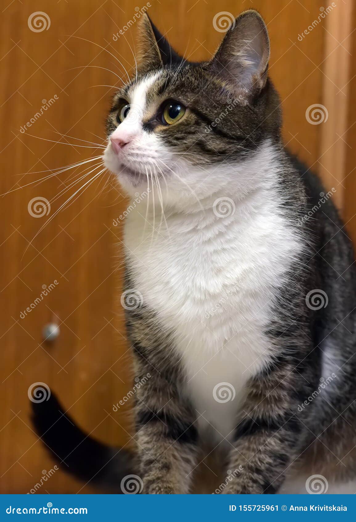 Brown and white cat stock image. Image of nature, mammal - 155725961