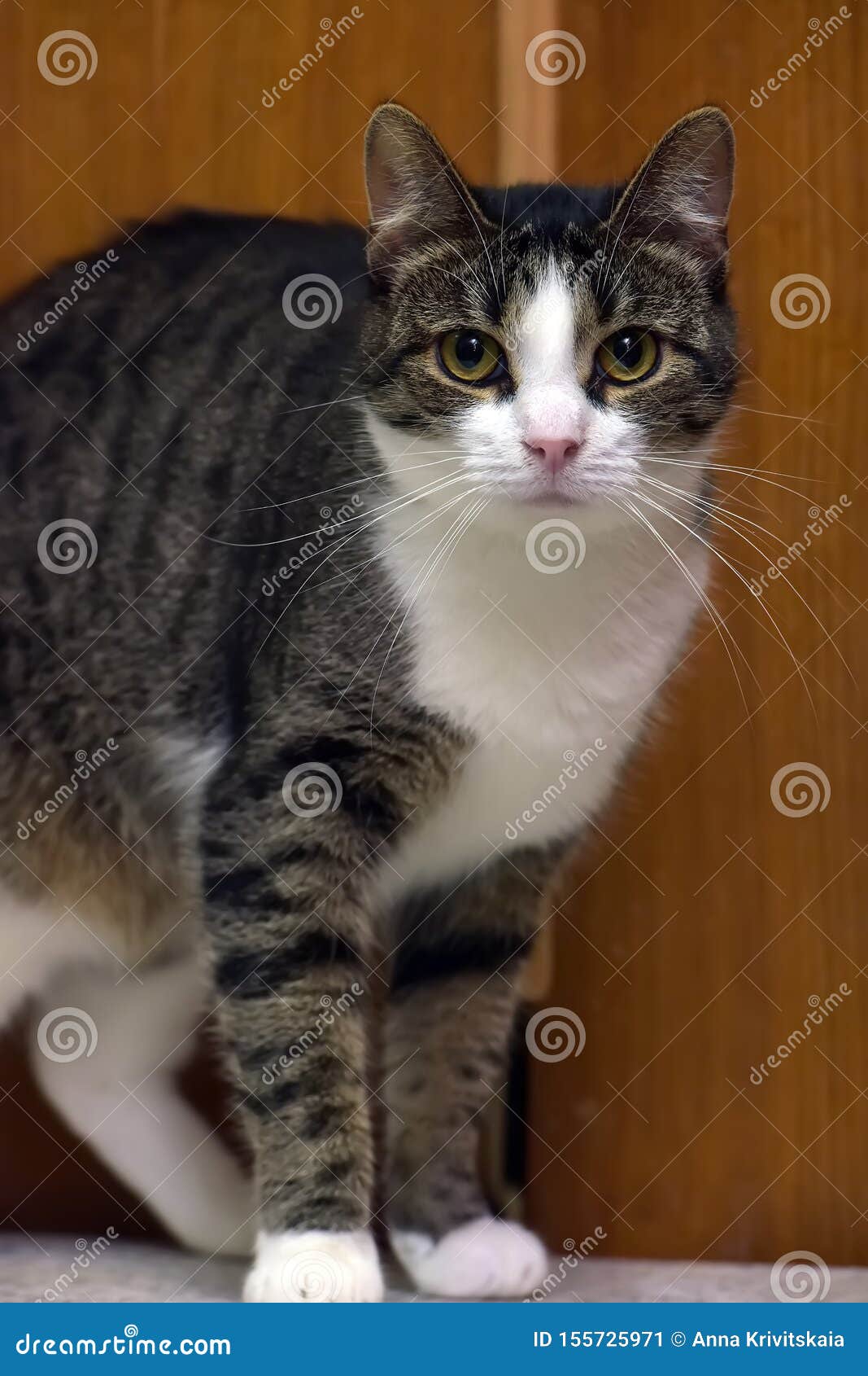 Brown and white cat stock image. Image of cute, eyes - 155725971