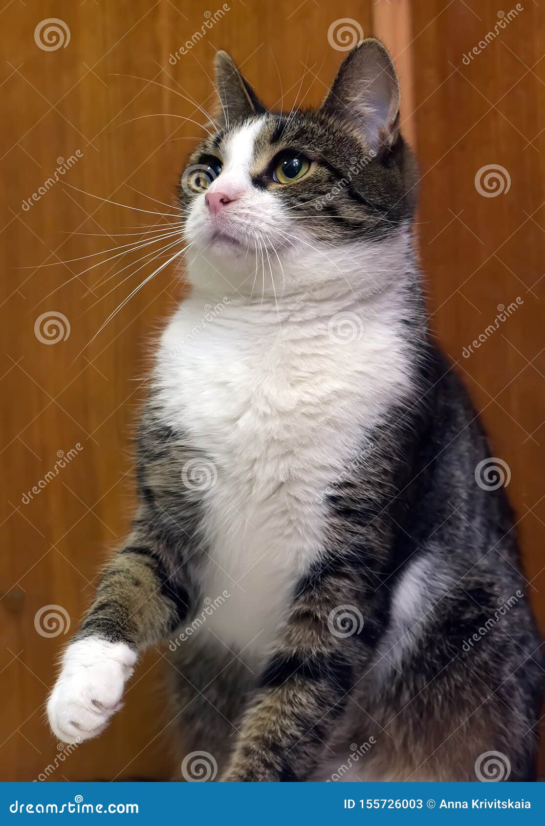 Brown and white cat stock image. Image of cute, indoors - 155726003