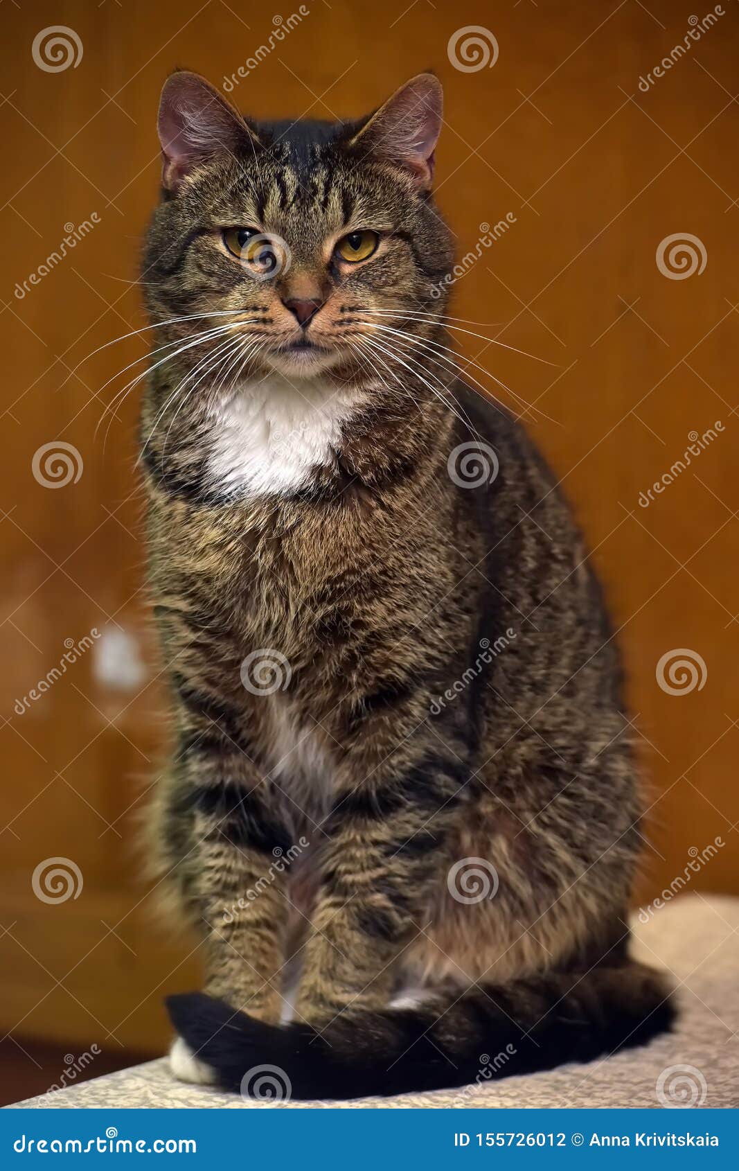 Brown and white cat stock photo. Image of feline, breed - 155726012
