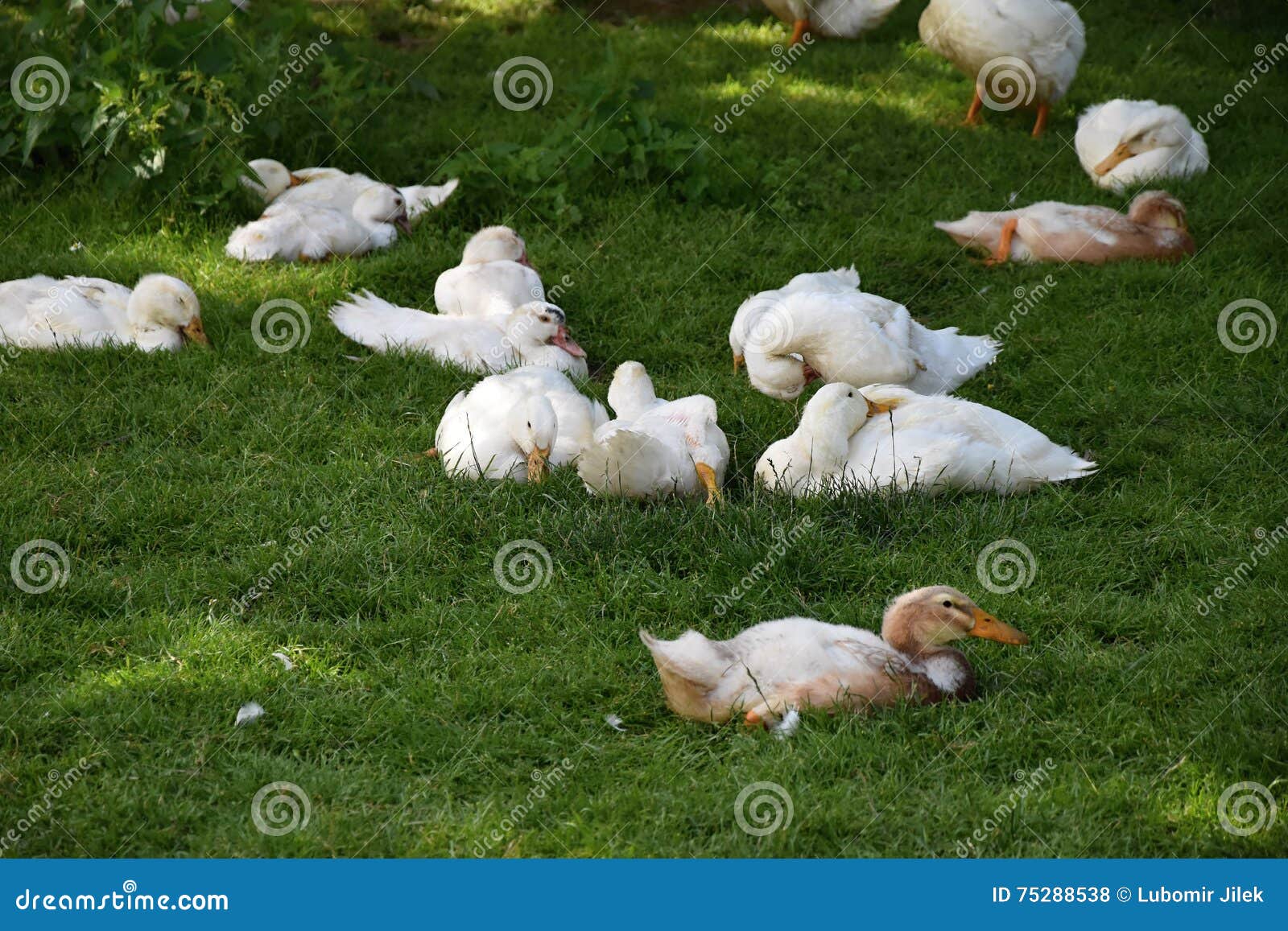 Brown and White Duck Sitting in the Grass on a Farm. Stock Photo ...