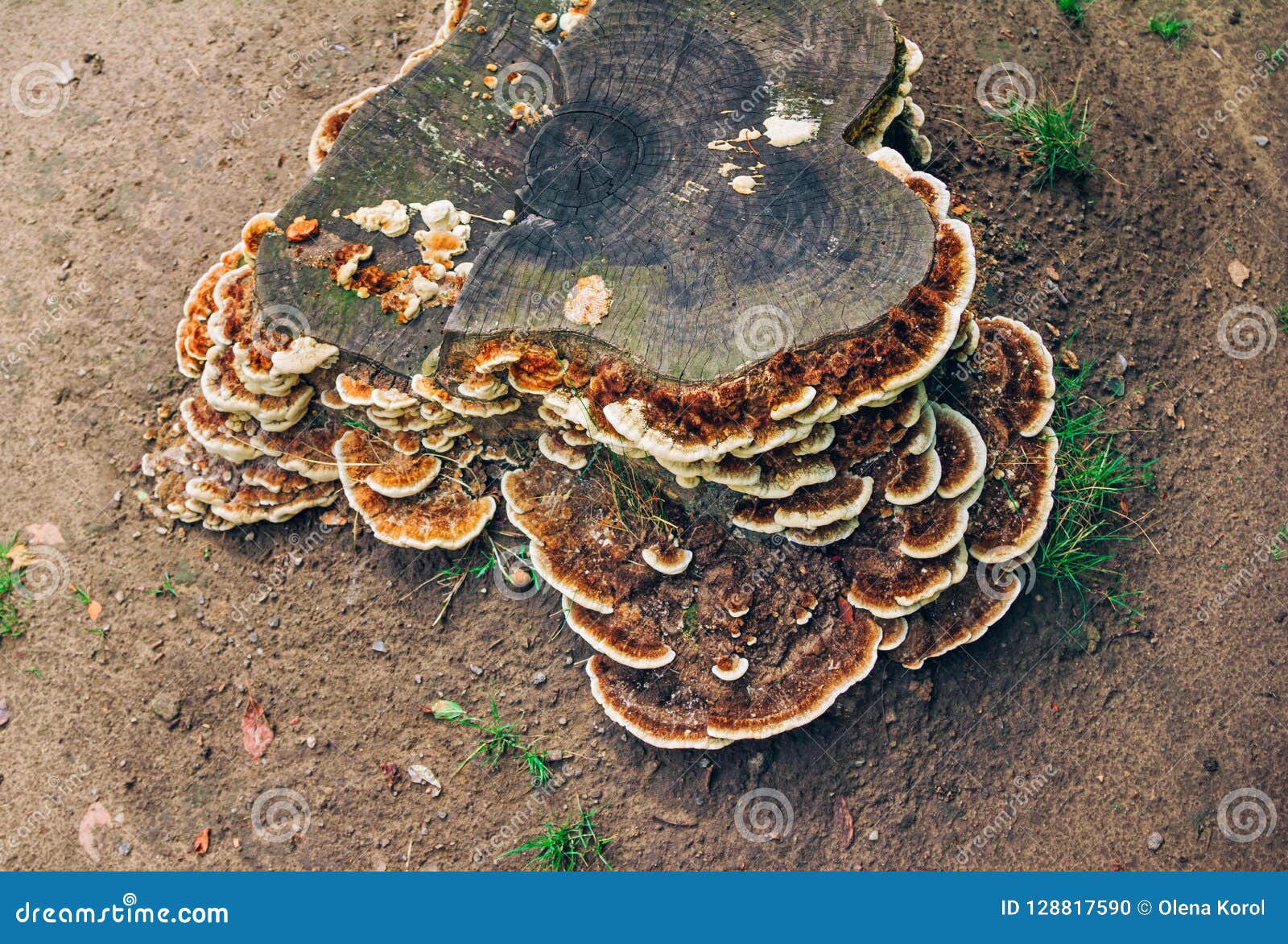Brown with White Edges Dyer`s Polypore Mushroom Stock Photo - Image of ...