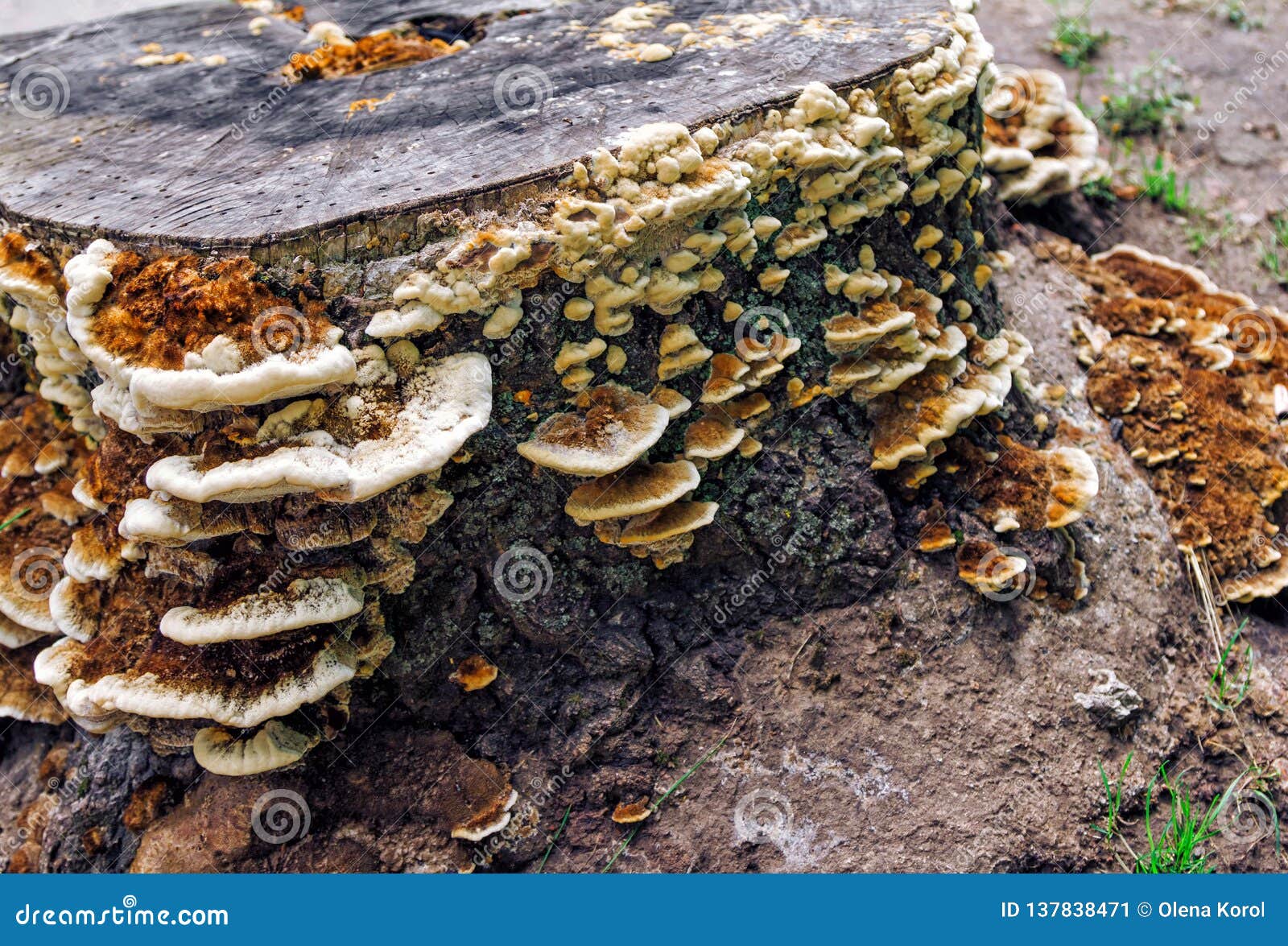 Brown with White Edges Dyer`s Polypore Mushroom Stock Image - Image of ...