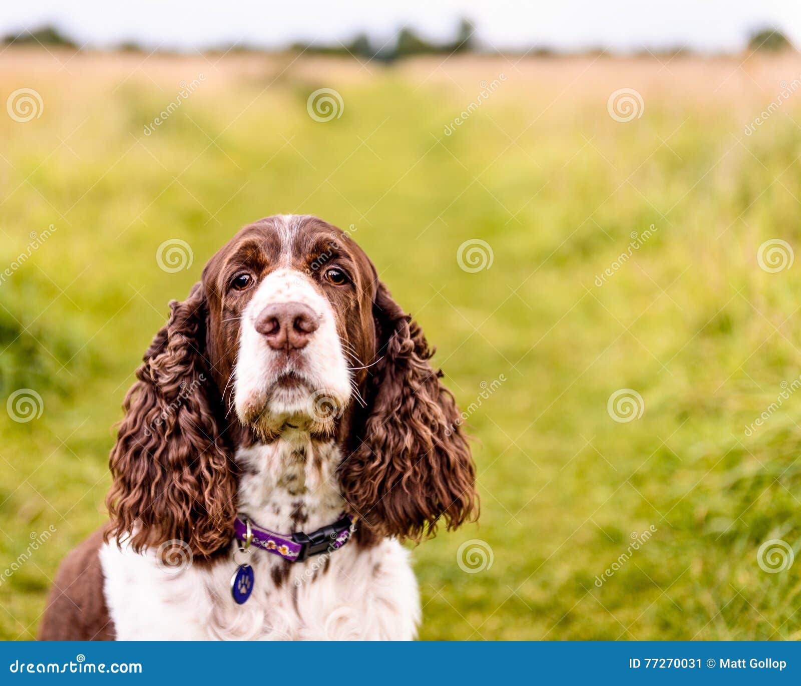 Brown And White Cocker Spaniel