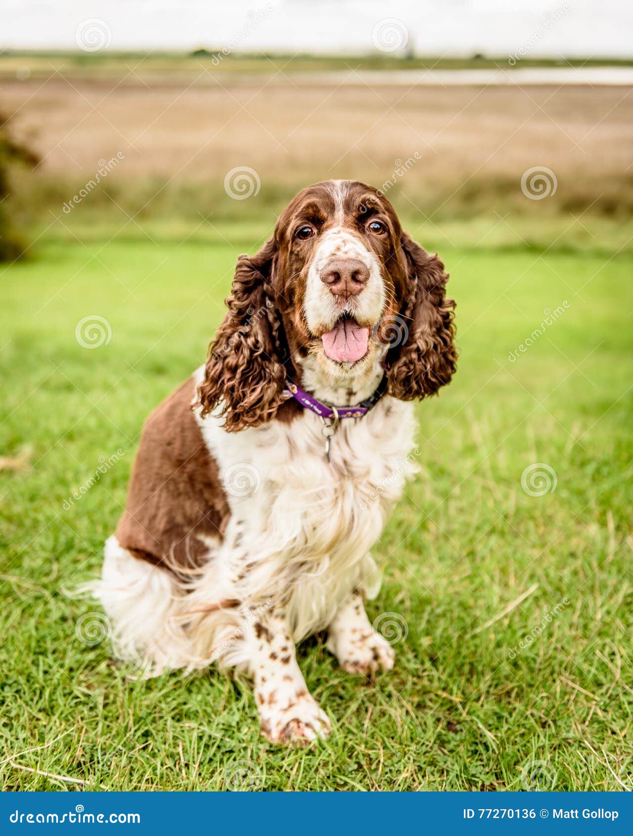 Brown and White English Springer Spaniel Dog Stock Photo - Image of ...