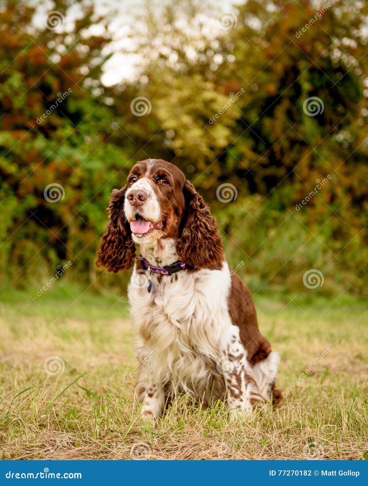 Brown and White English Springer Spaniel Dog Stock Photo - Image of ...