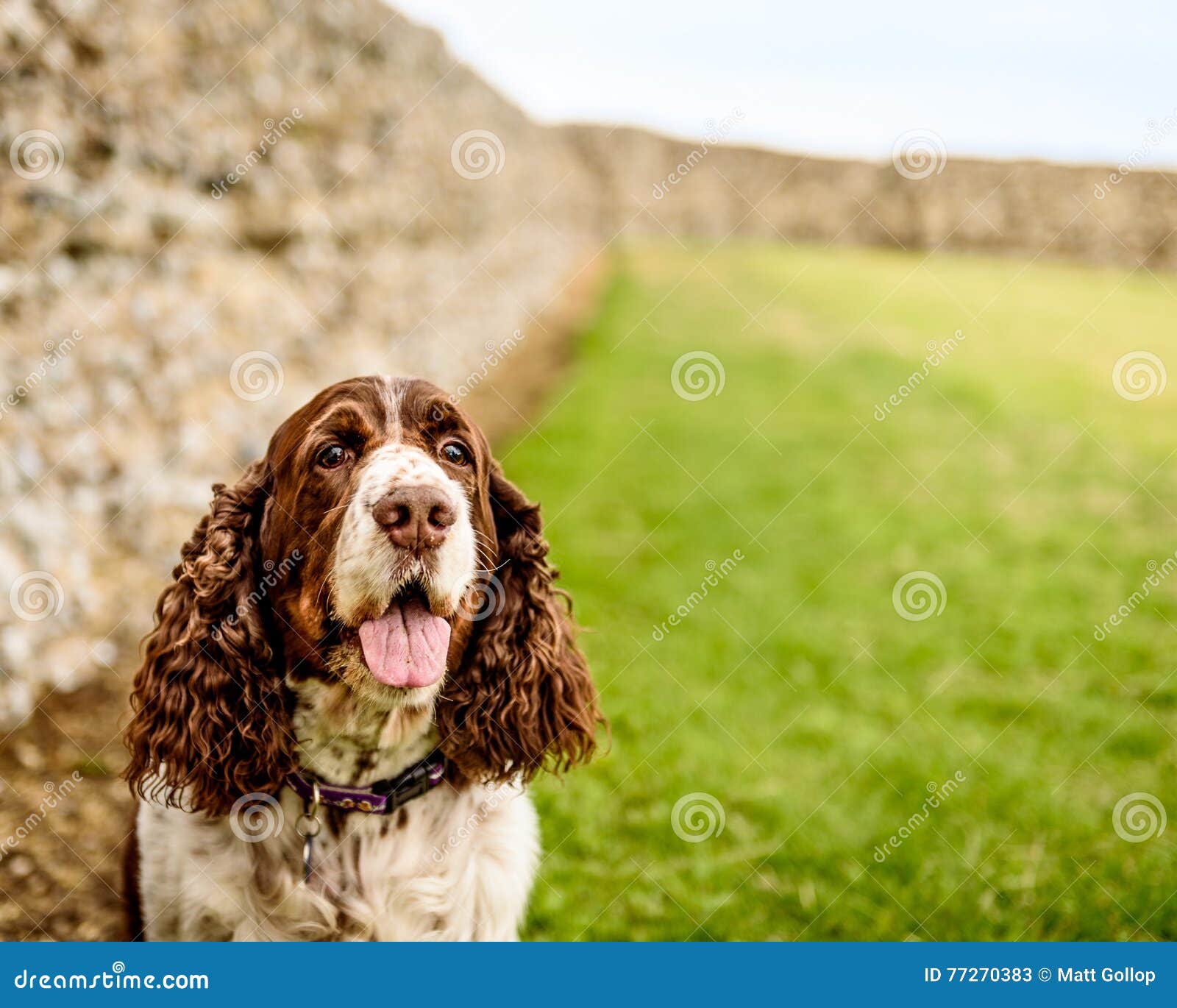 Brown and White English Springer Spaniel Dog Stock Image - Image of ...
