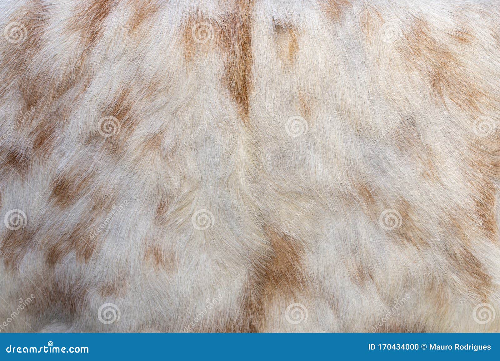Brown and White Goat Fur Texture Stock Photo - Image of animal, natural ...