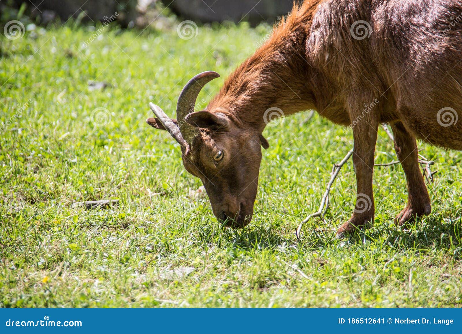 Brown goats foraging stock image. Image of ungulates - 186512641