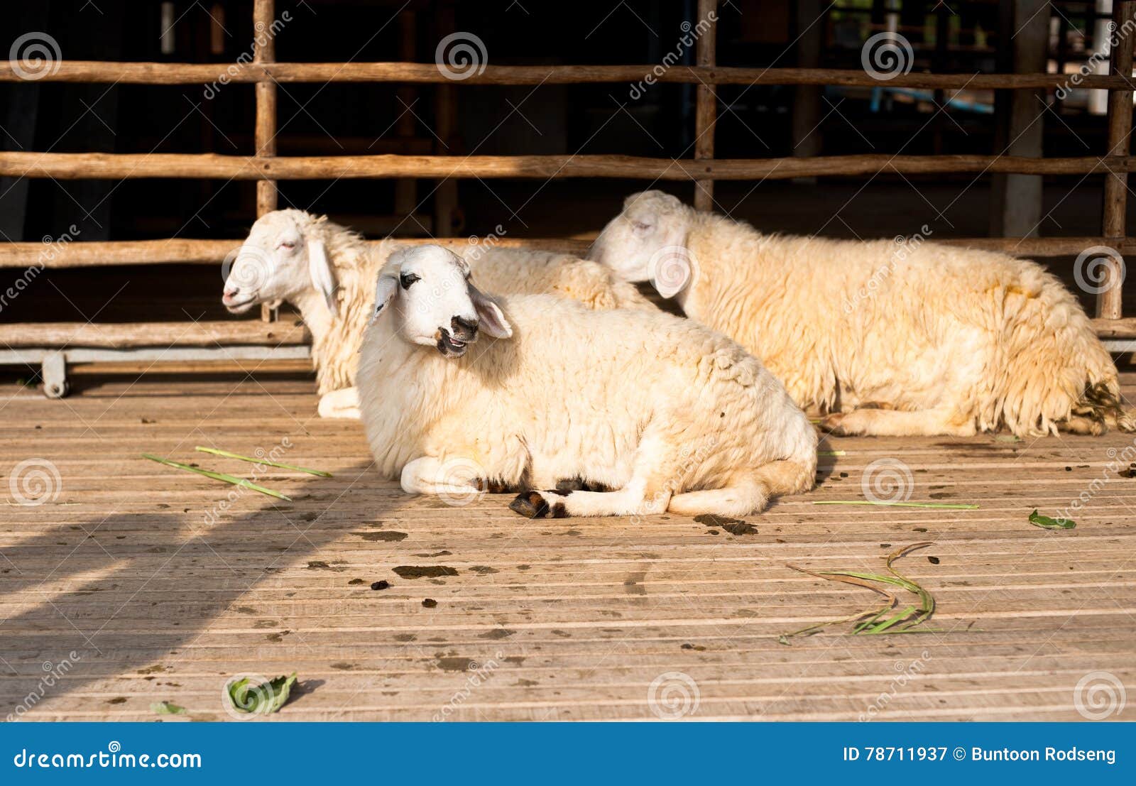 Brown and White Group Sheep Sleep Stock Image - Image of creature ...