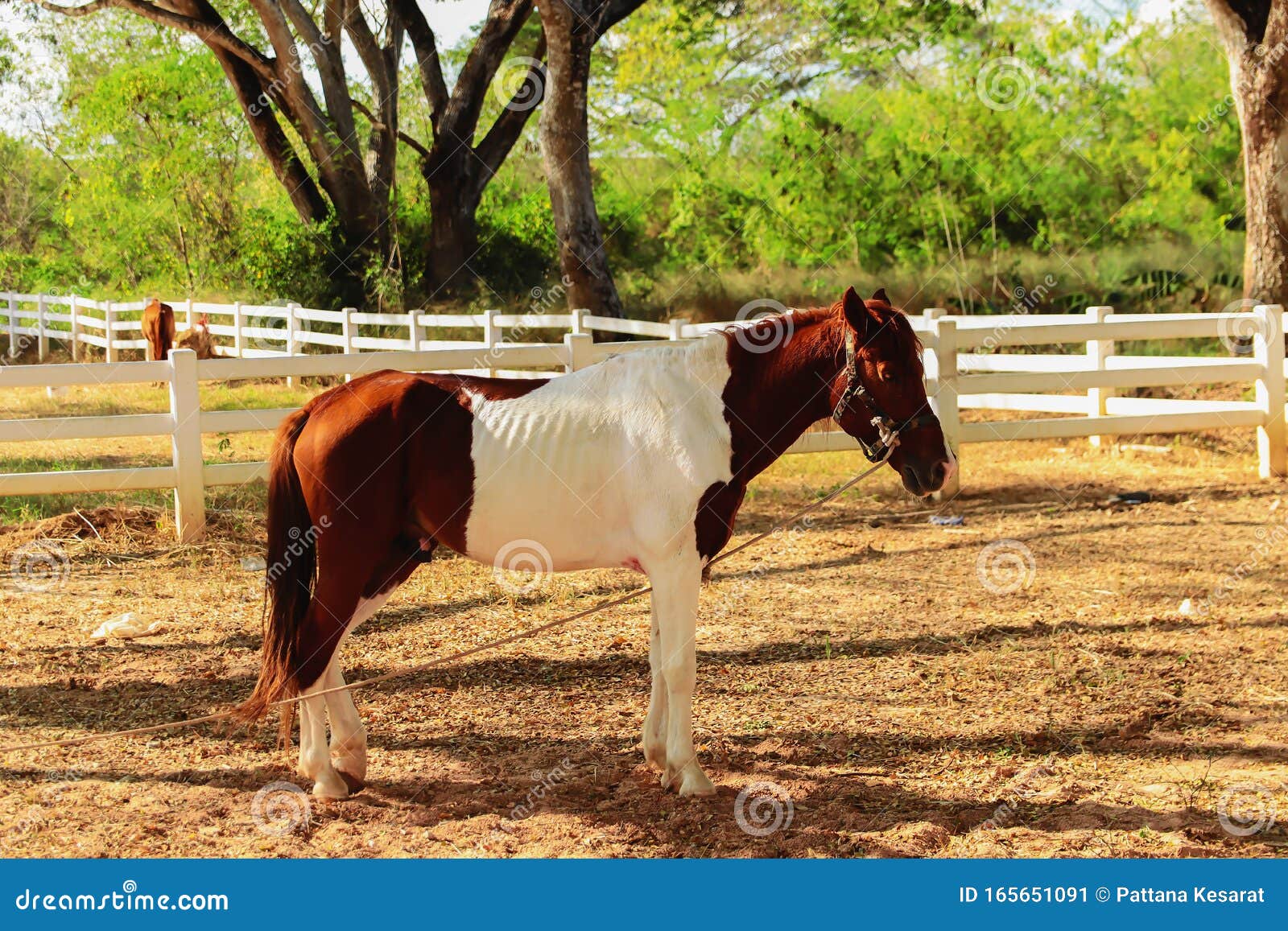 Brown and White Horses and Old Carriages in Stables Stock Image - Image ...