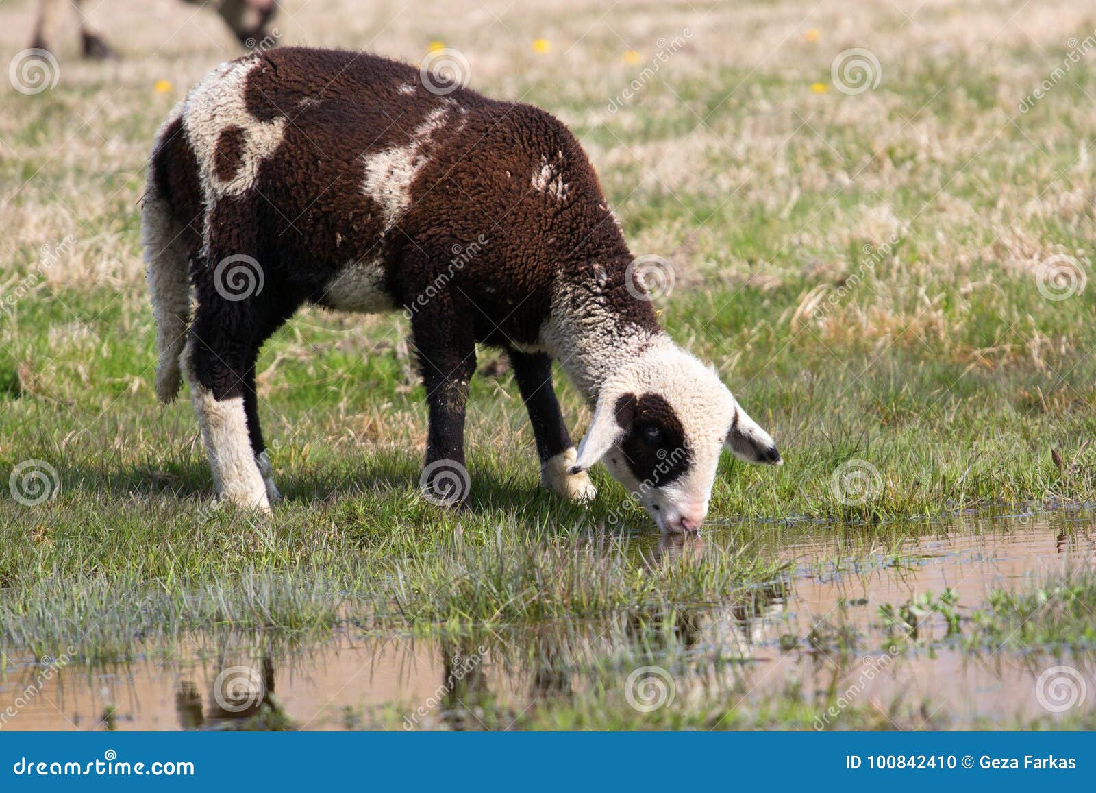 Brown White Lamb is Drinking Water Stock Photo - Image of england ...