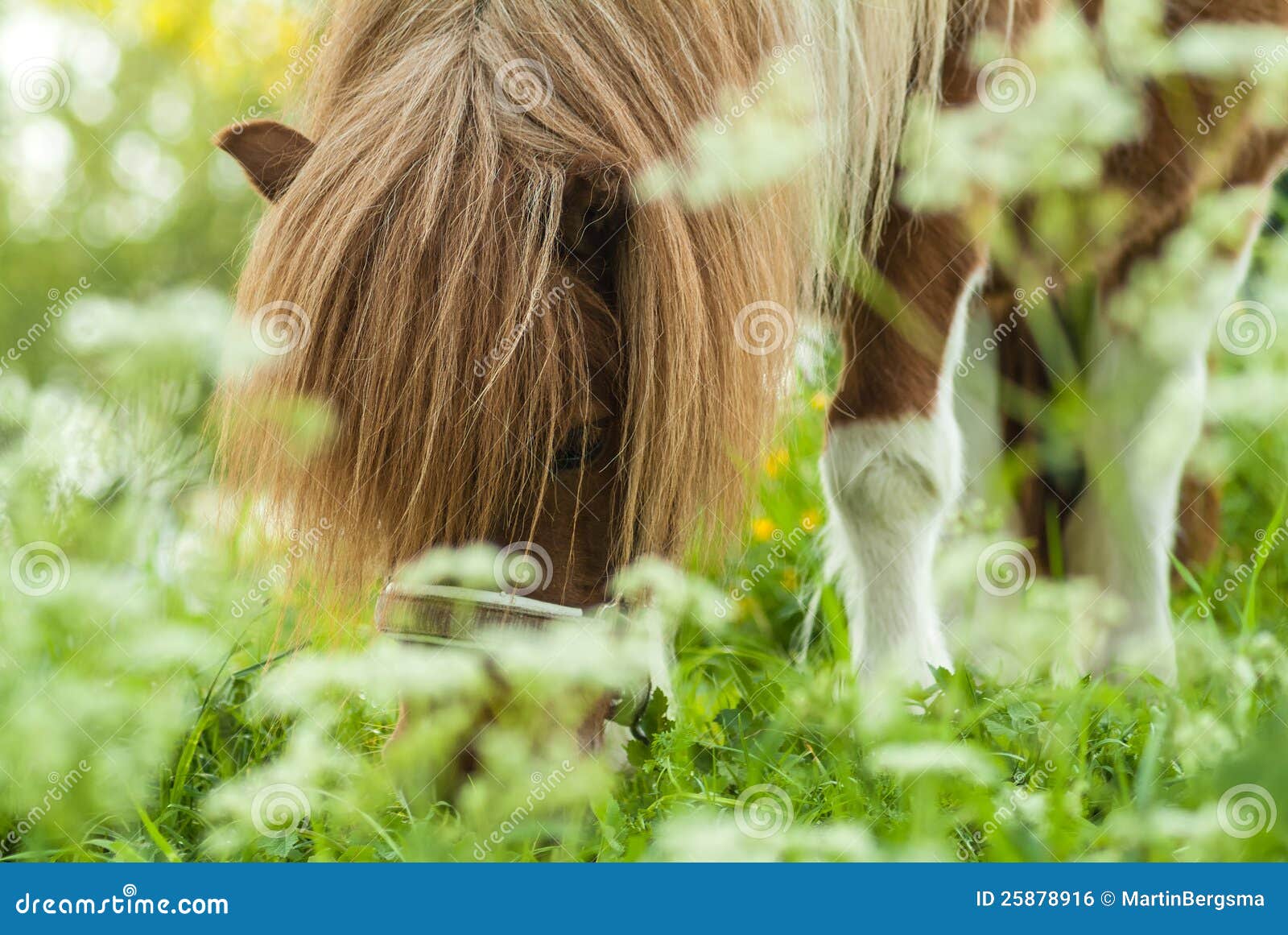 Brown White Legged Horse in Spring Stock Photo - Image of flower ...