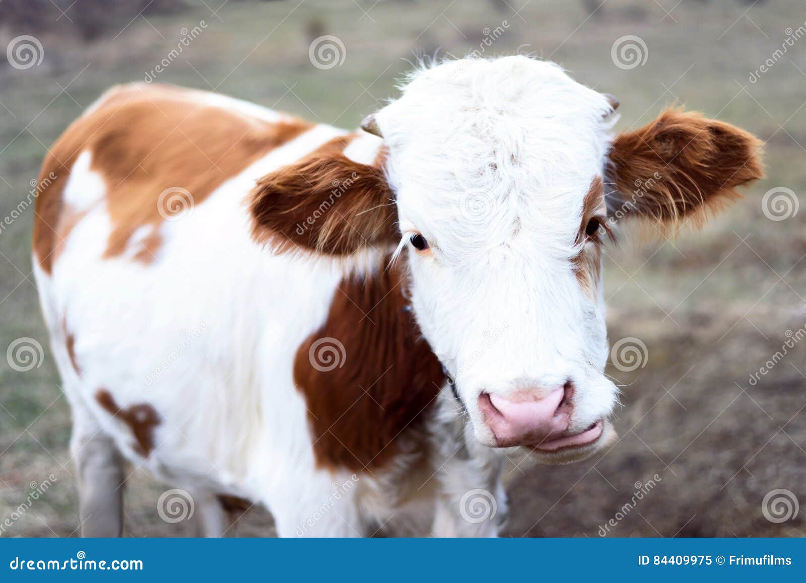 Brown and White Little Cow Chewing Stock Image - Image of farming ...