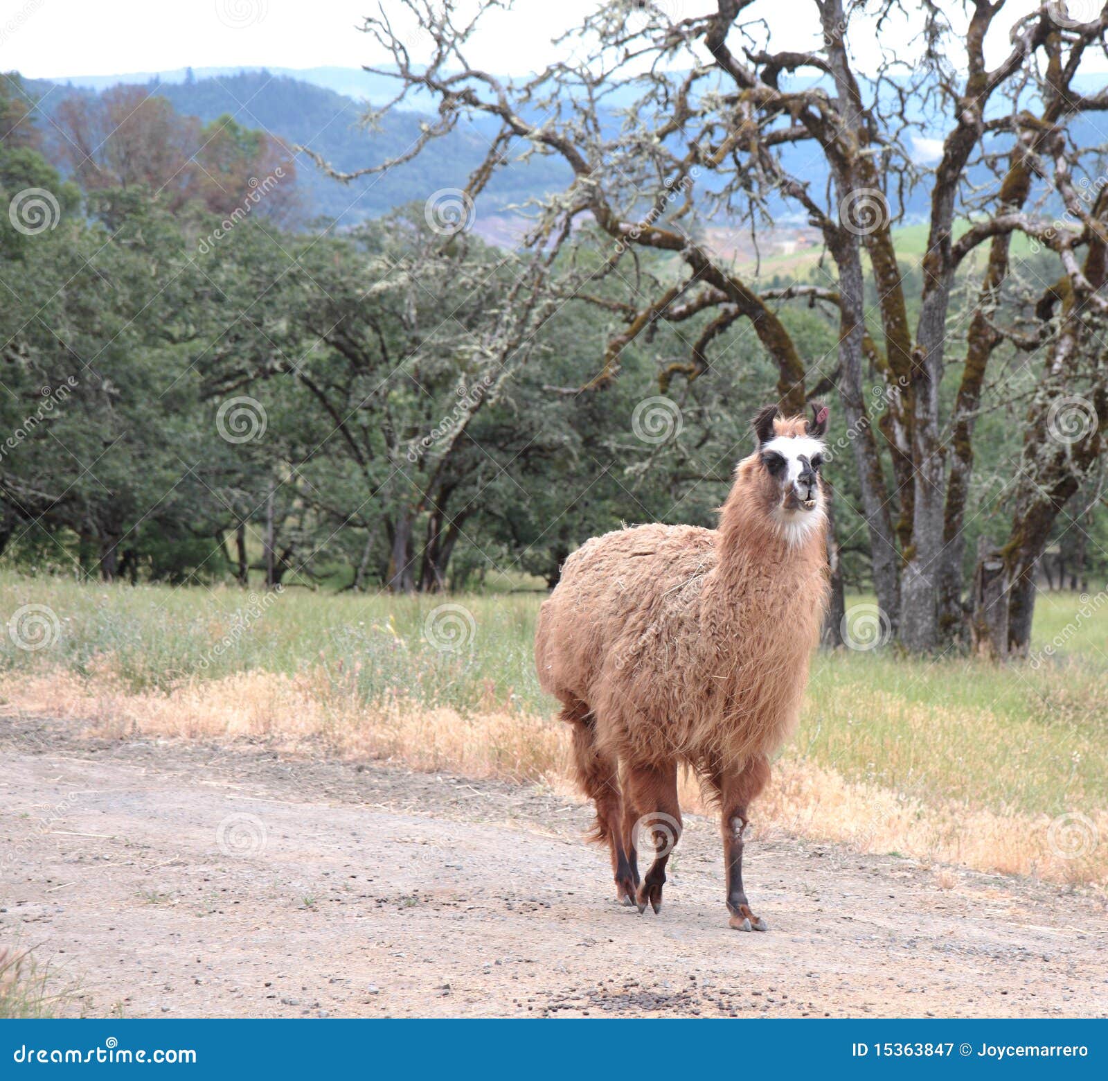 Brown and White Llama stock image. Image of mammal, domestic - 15363847