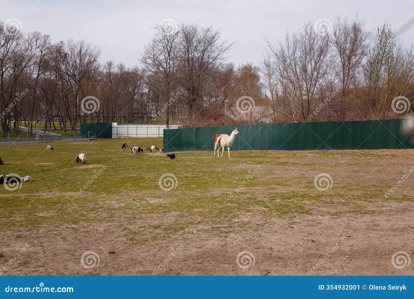 Brown White Llama on Cattle Farm, Black and White Goats Grazing on ...