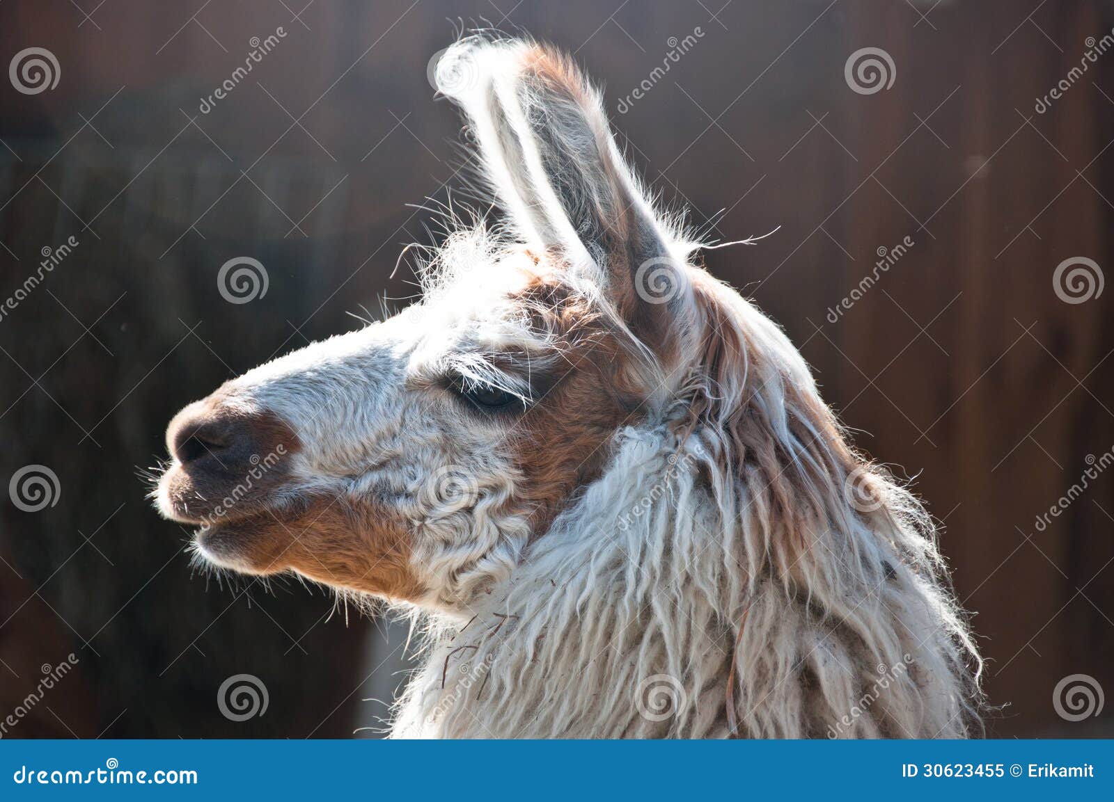 Brown and White Llama in the Sun Stock Image - Image of head, animals ...