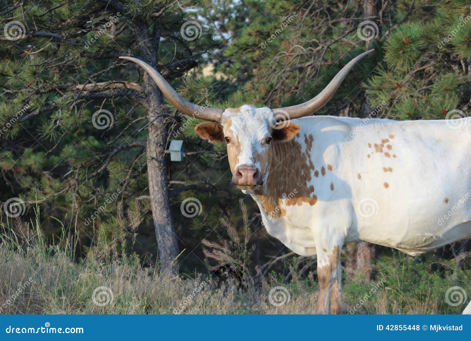 Brown and White Long Horn Cow Stock Photo - Image of orange, nebraska ...