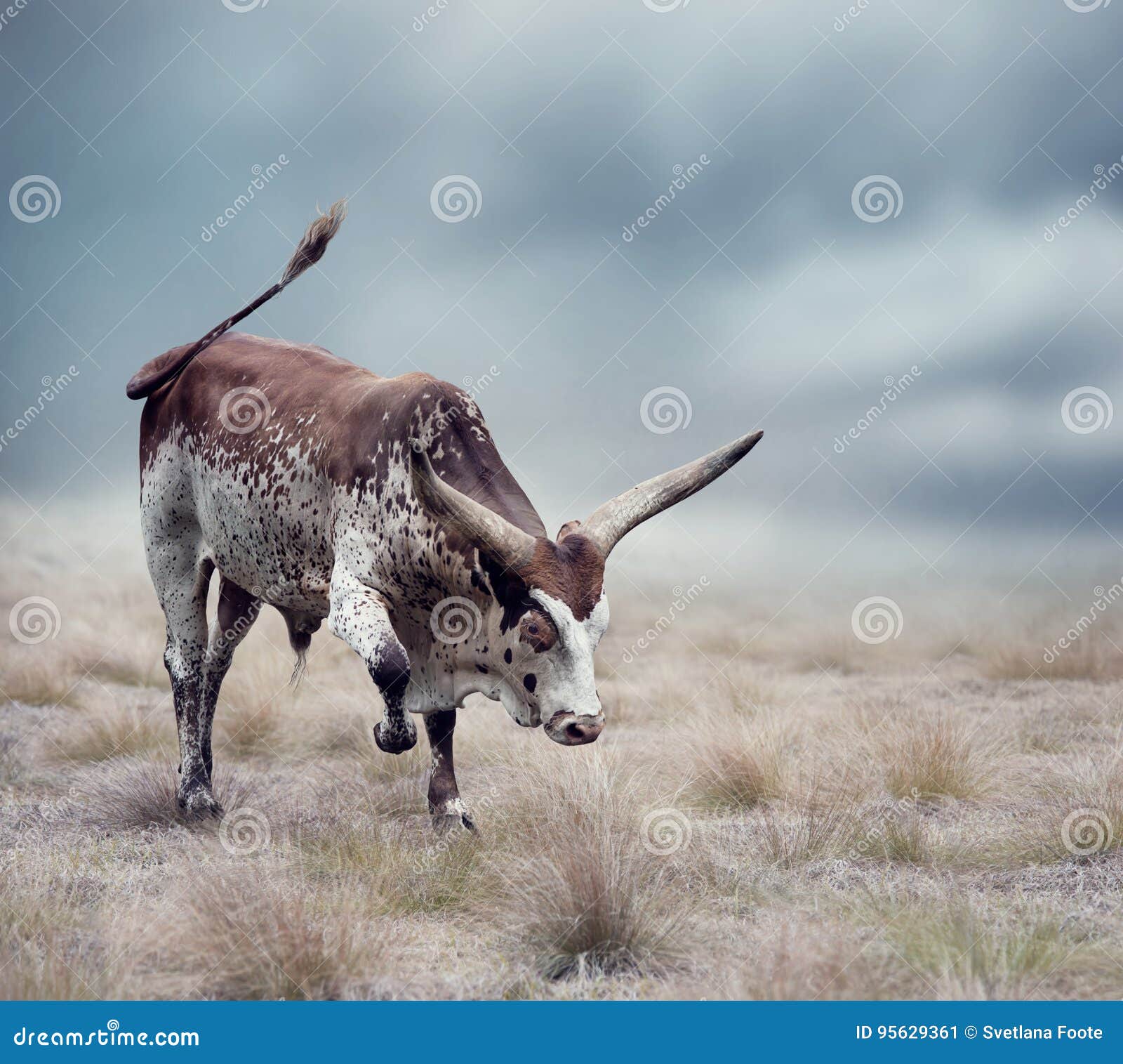 White Longhorn With Brown Brindle Spots Stock Photo | CartoonDealer.com ...