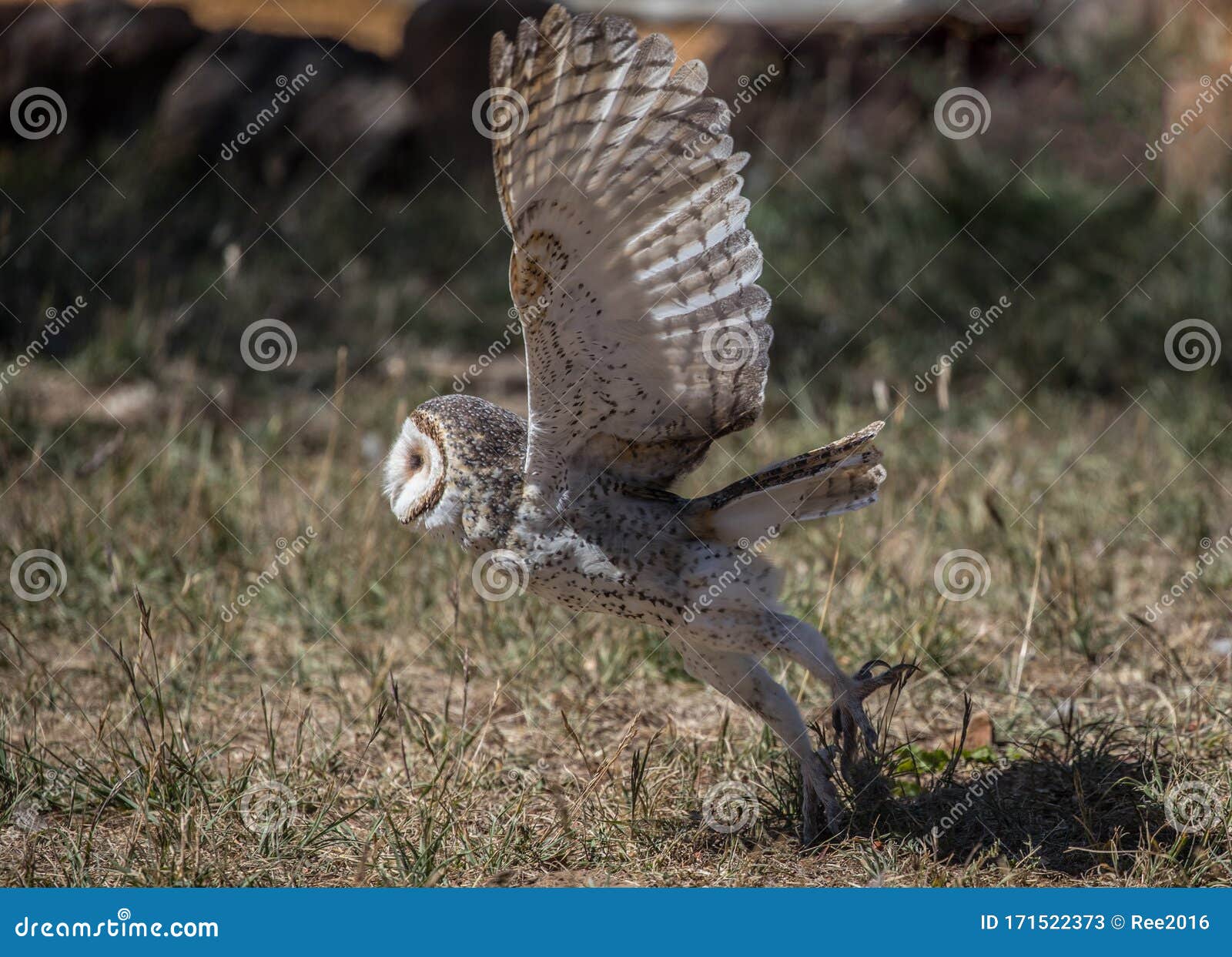A Masked Owl Taking Off To Fly Stock Image - Image of feathers ...