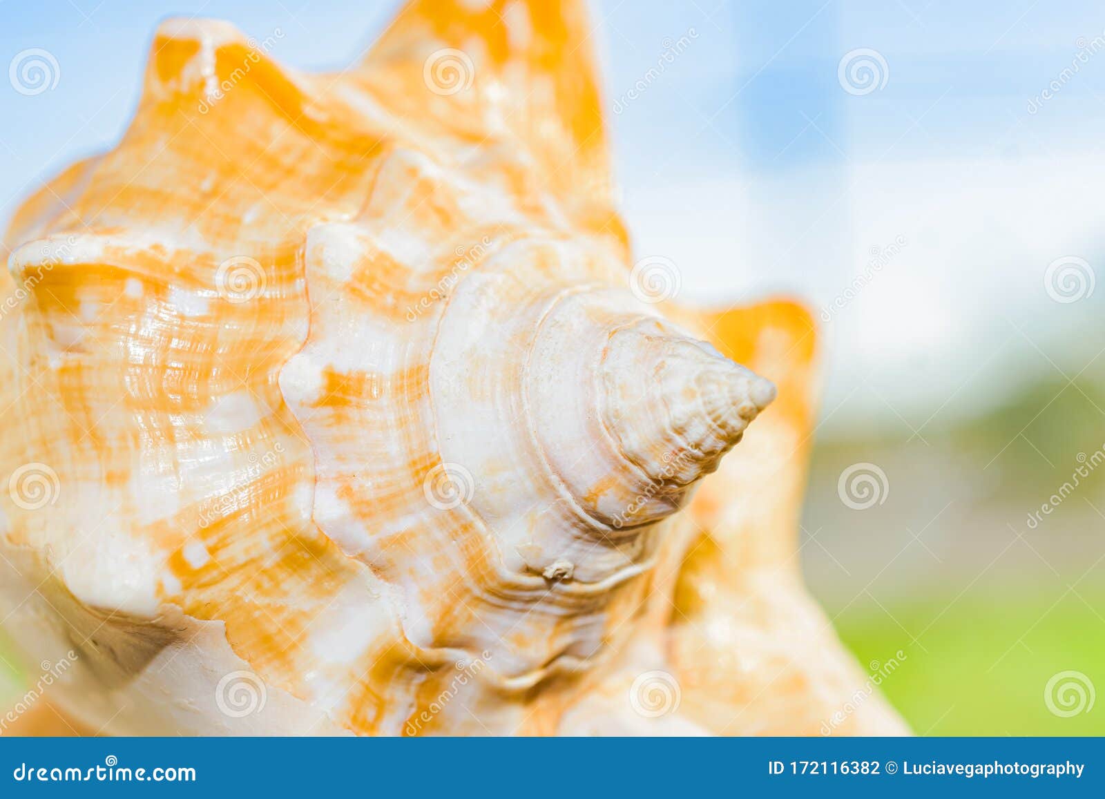 Sharp Close Up Point of a Seashell Stock Photo - Image of large, nature ...