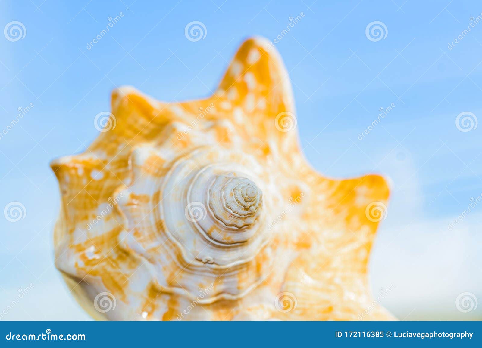 Sharp Close Up Point of a Seashell with Blue Background Stock Image ...