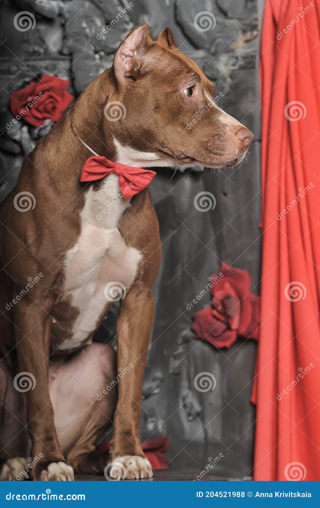 Brown and White Pit Bull Terrier in the Studio with a Red Bow Tie Stock ...