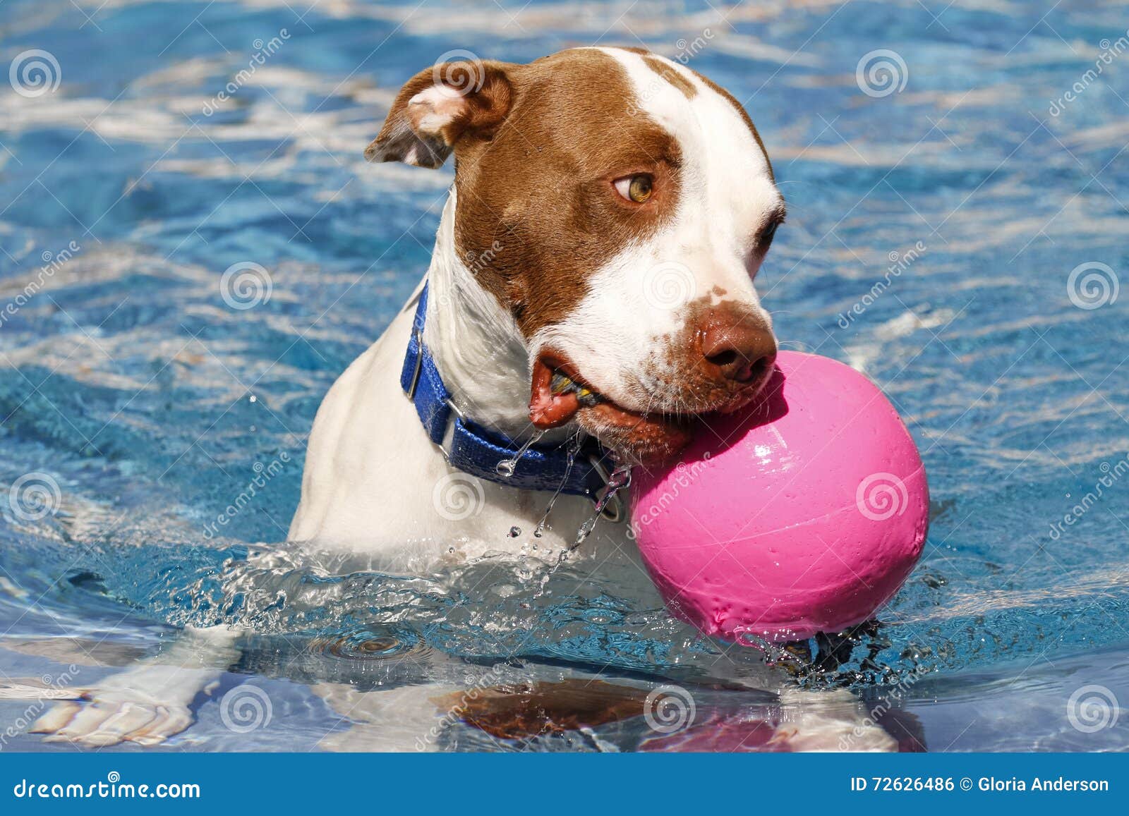 Brown and White Pitbull Swimming in the Pool Stock Photo - Image of ...