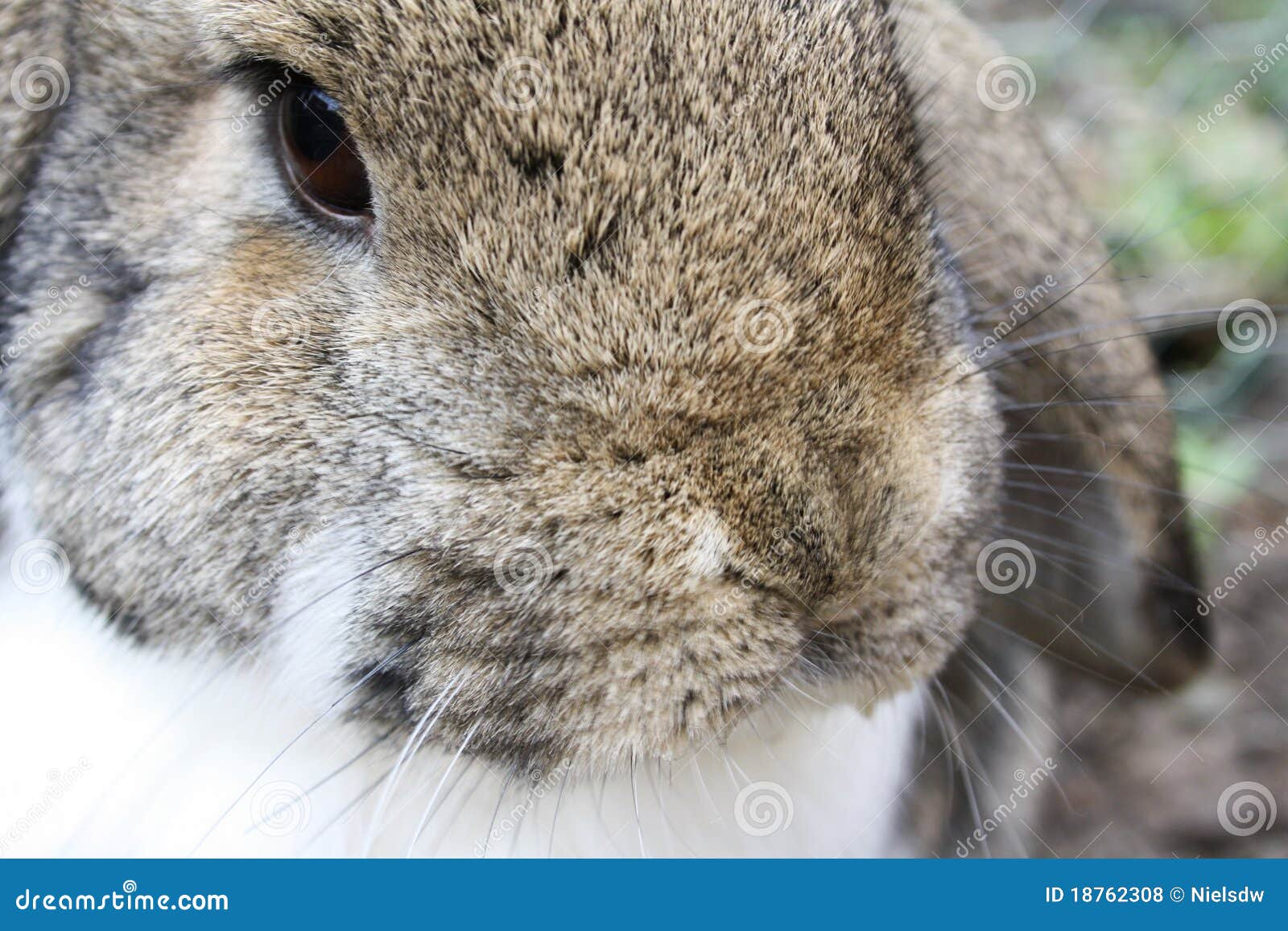 Brown and white rabbit stock photo. Image of adorable - 18762308