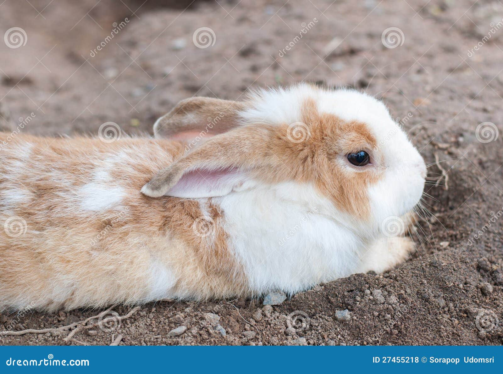 Brown and White Rabbit stock photo. Image of prey, animal - 27455218