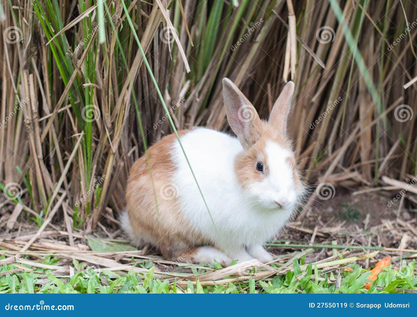 Brown and White Rabbit stock image. Image of prey, cottontail - 27550119