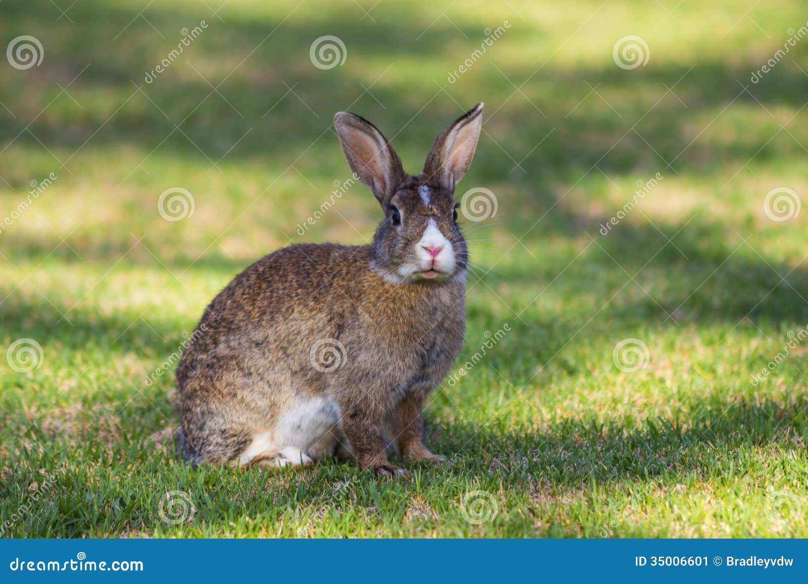 Brown and White Rabbit Eating Carrot Stock Image - Image of portrait ...