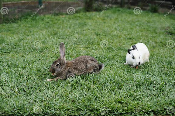 Brown and White Rabbit Playing on the Grass Stock Image - Image of ...