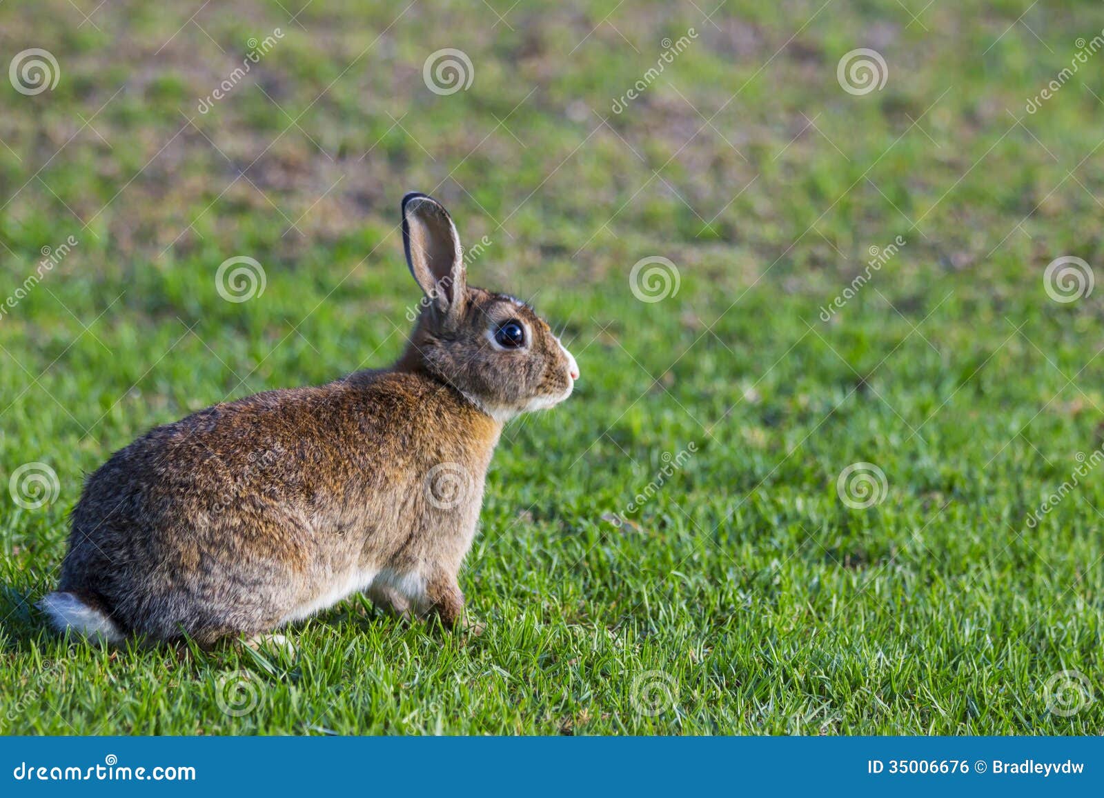 Brown and White Rabbit Portrait Stock Photo - Image of garden, black ...
