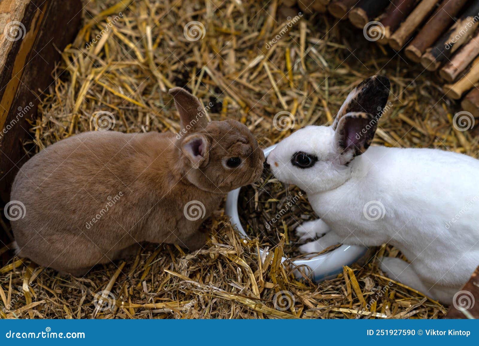 Brown and White Rabbits Sniffing Each Other Stock Photo - Image of ...