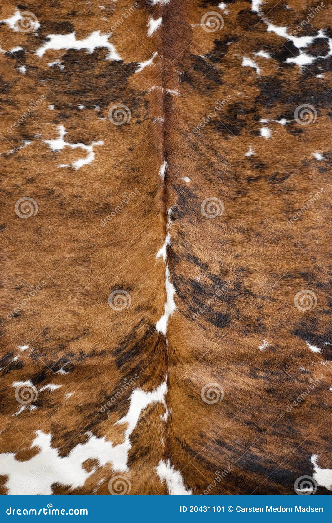Brown and White Real Cow Skin Stock Image - Image of surface, animal ...
