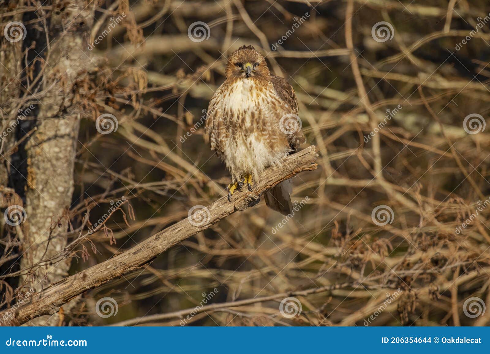 Red-Tailed Hawk Portrait stock photo. Image of back - 206354644
