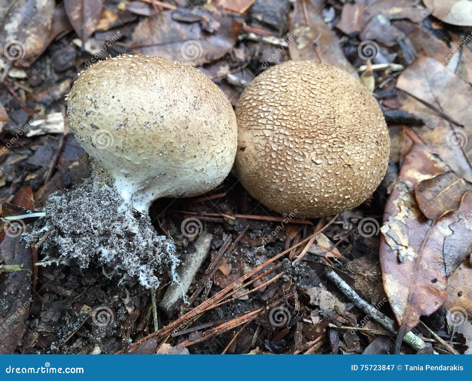 Brown and White Scleroderma Puffball Mushroom Stock Image - Image of ...