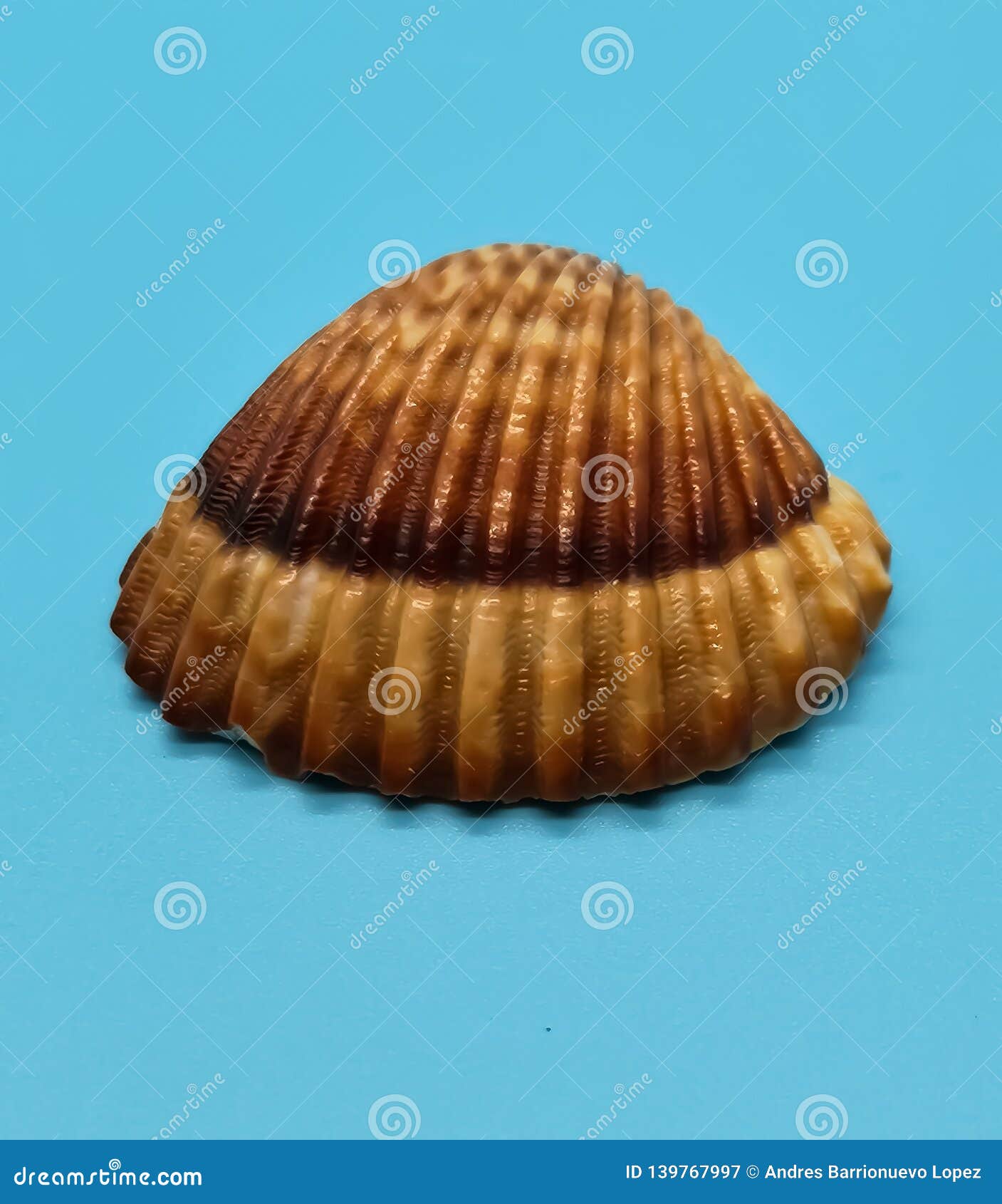Brown and white seashells stock image. Image of invertebrate - 139767997